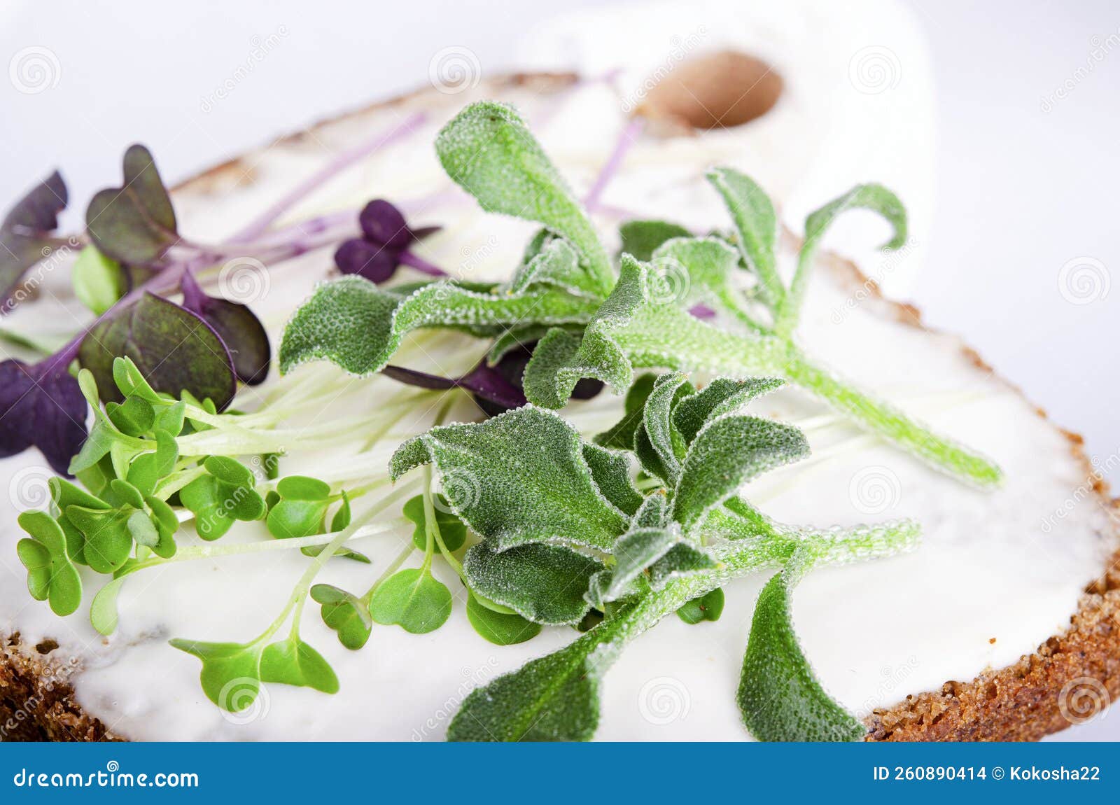 Microgreens Growing Background with Microgreen. Stock Photo - Image of ...