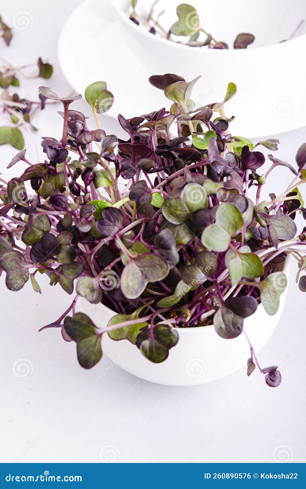 Microgreens Growing Background with Microgreen. Stock Photo - Image of ...