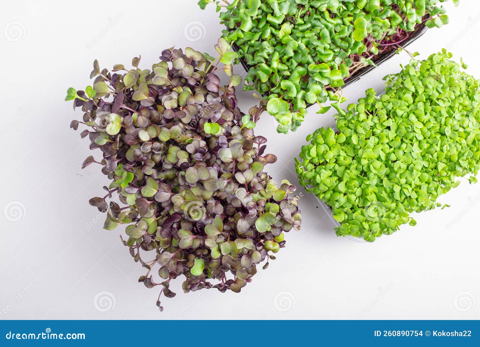Microgreens Growing Background with Microgreen. Stock Photo - Image of ...