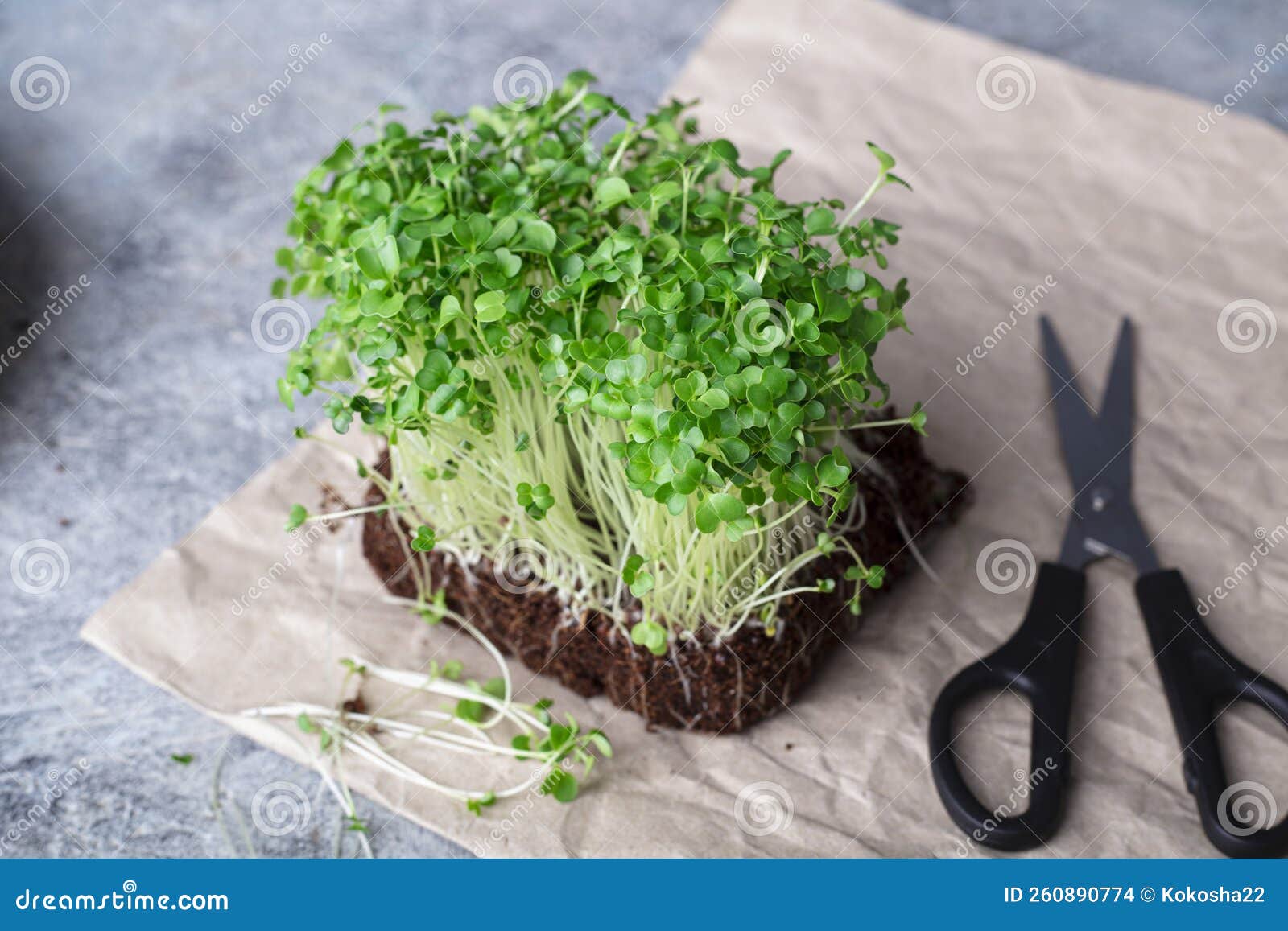 Microgreens Growing Background with Microgreen. Stock Photo - Image of ...