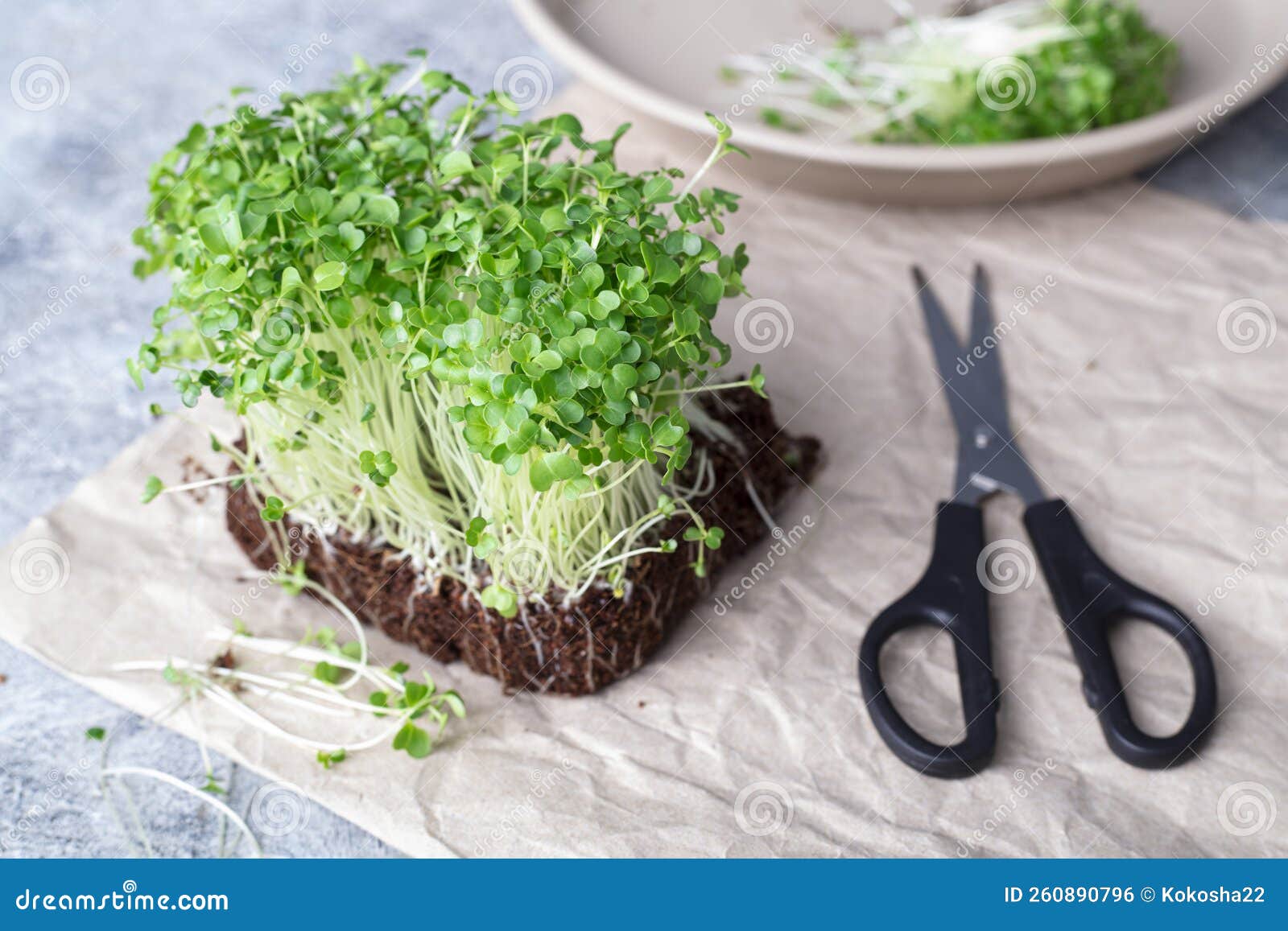 Microgreens Growing Background with Microgreen. Stock Photo - Image of ...