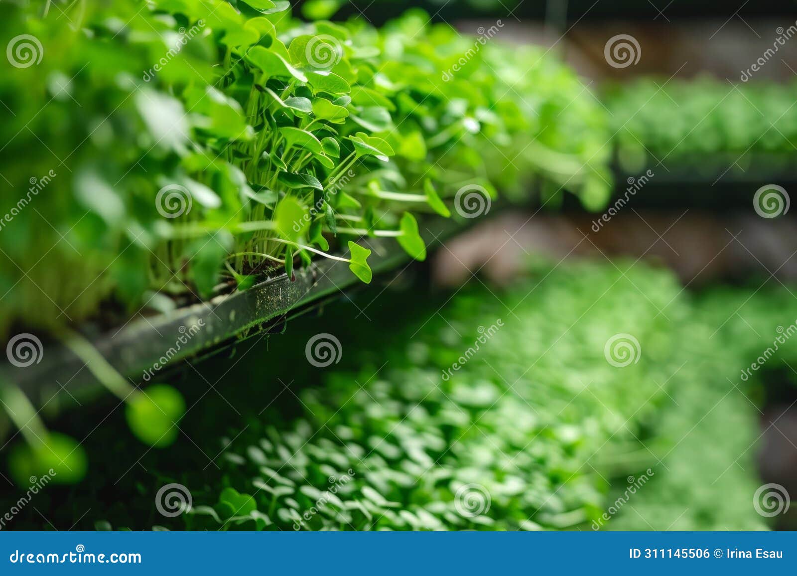 Microgreens Growing in a Vertical Farm, Efficient Space Use Stock Photo ...