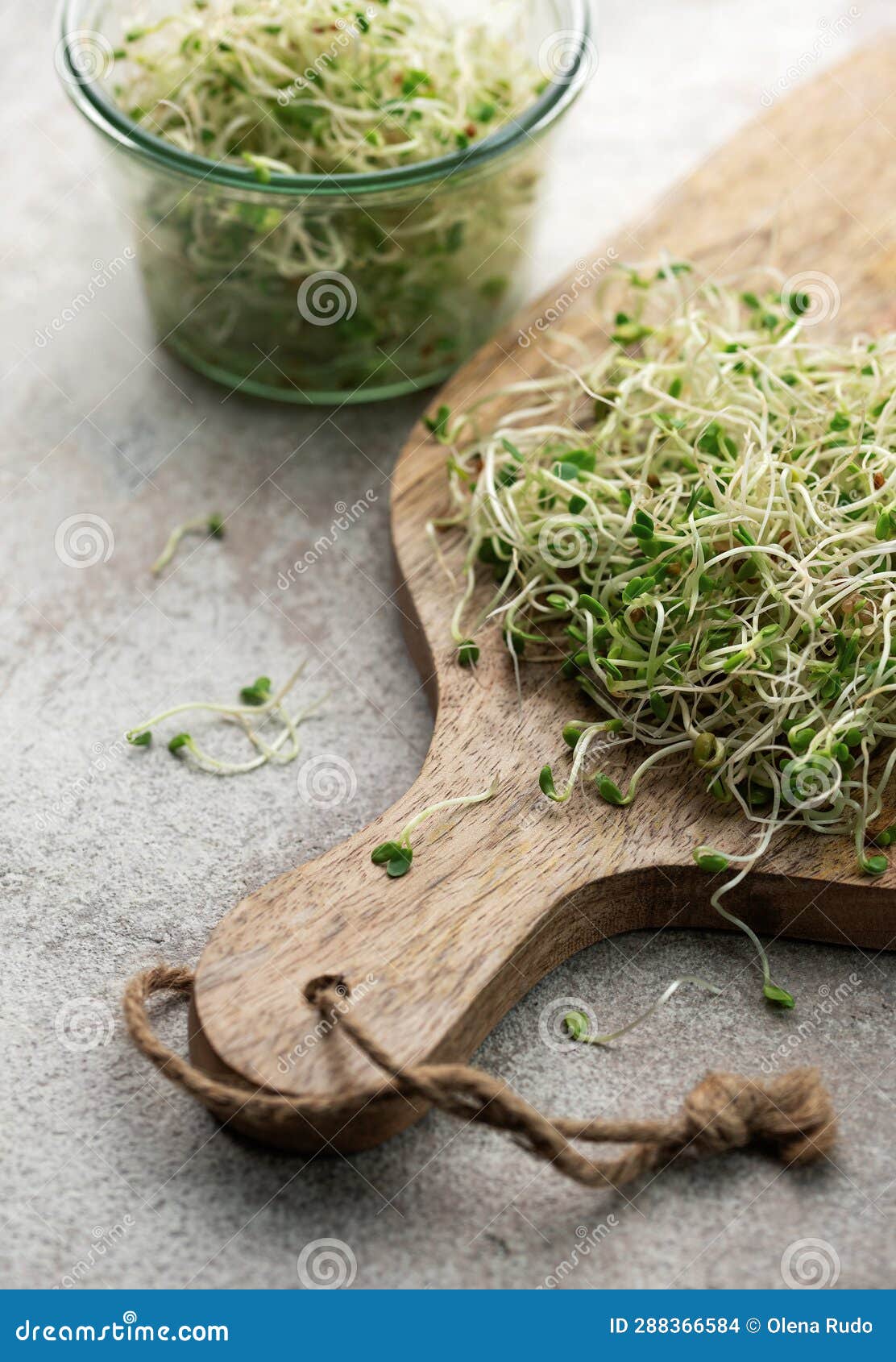 Microgreens grown in a jar stock photo. Image of alfalfa - 288366584