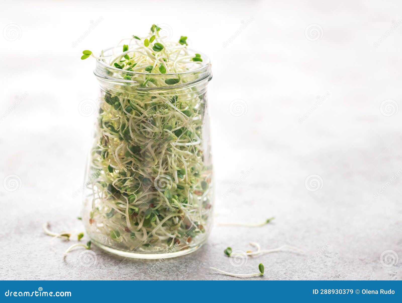 Microgreens grown in a jar stock image. Image of nutrition - 288930379