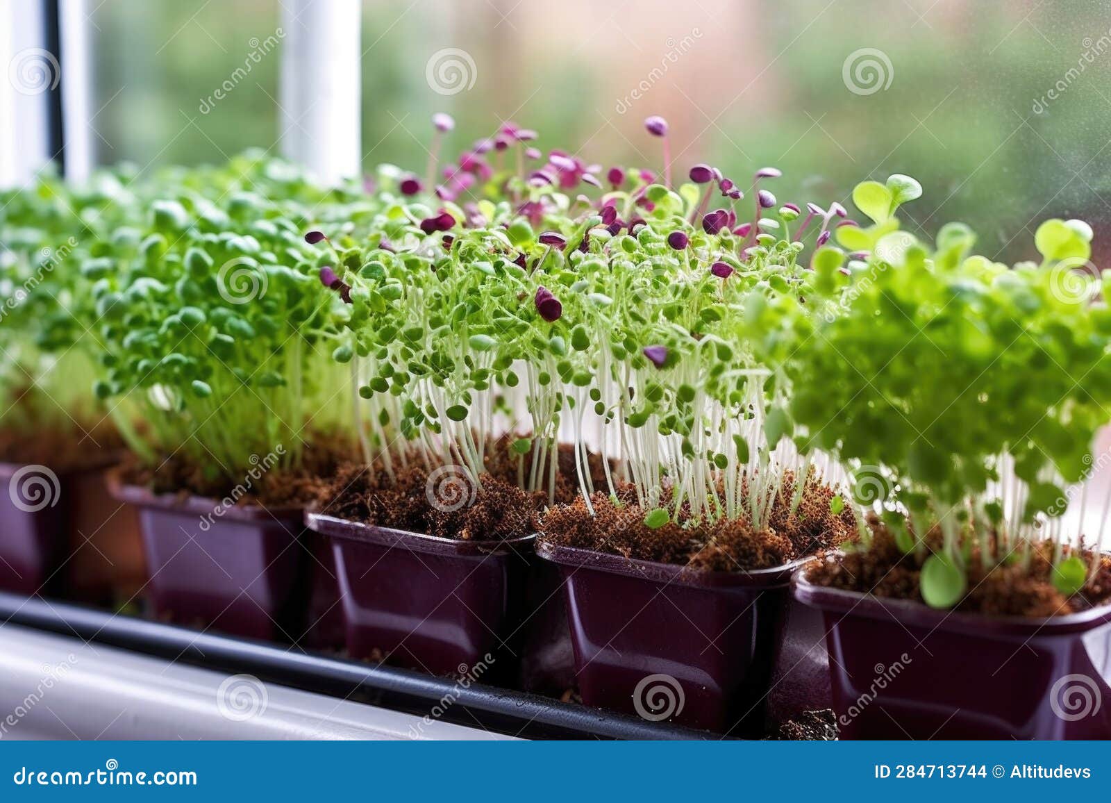 Microgreens Growth Stages in a Row on Windowsill Stock Photo - Image of ...