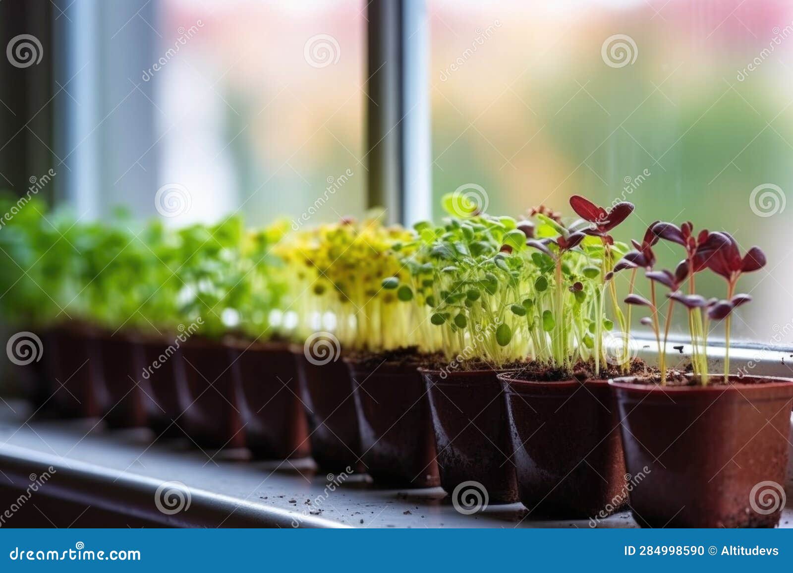 Microgreens Growth Stages in a Row on Windowsill Stock Illustration ...