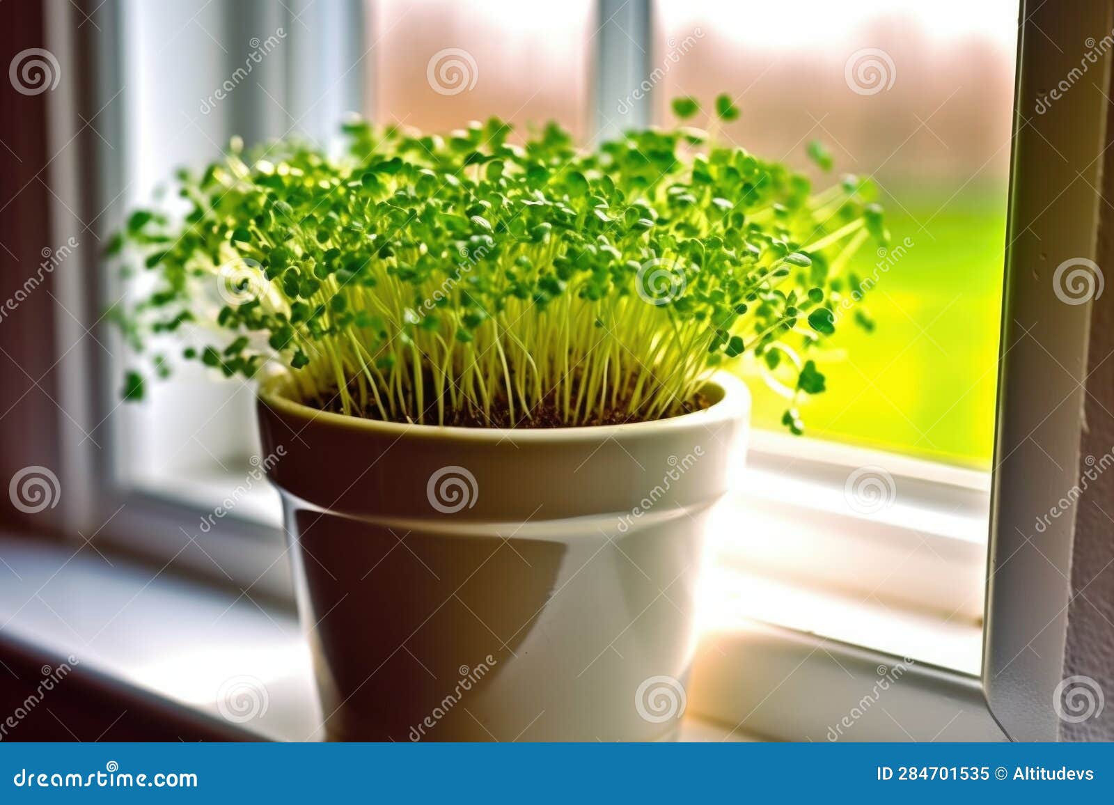Microgreens in a Minimalist White Pot by the Window Stock Image - Image ...