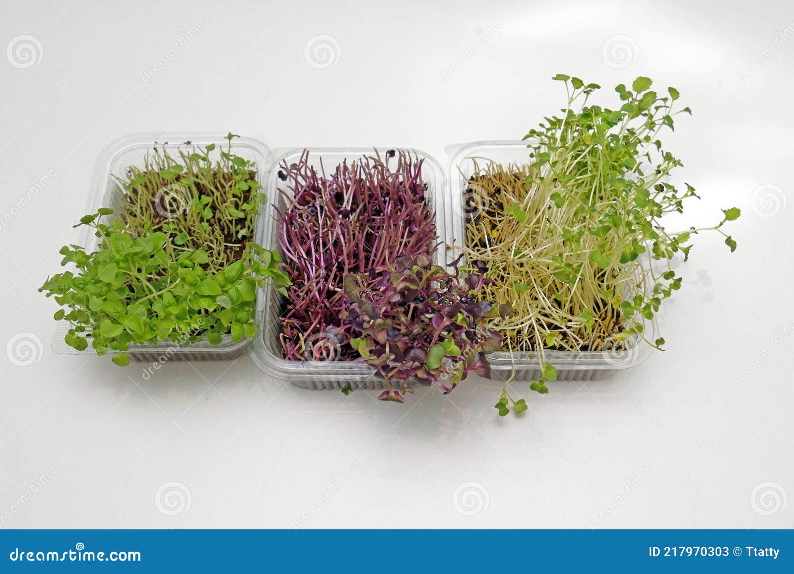Microgreens Plants Cut in Plastic Containers Stock Image - Image of ...
