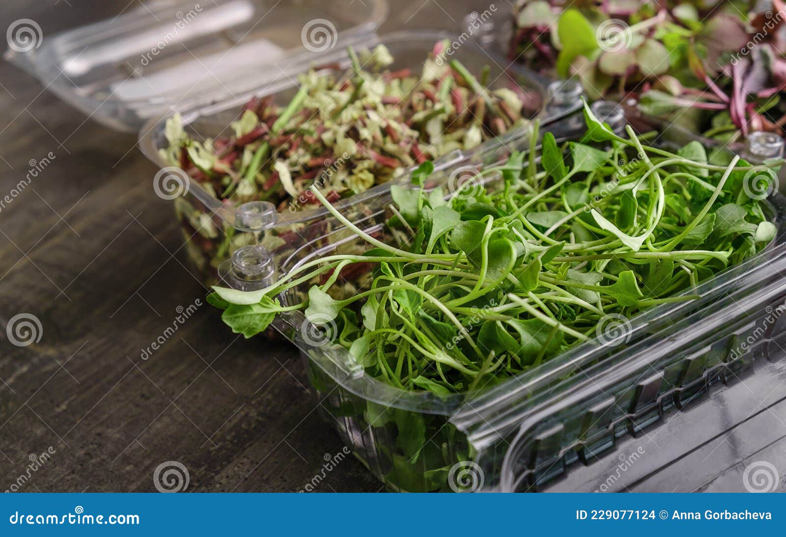 Microgreens in Plastic Containers. Stock Photo - Image of farm ...