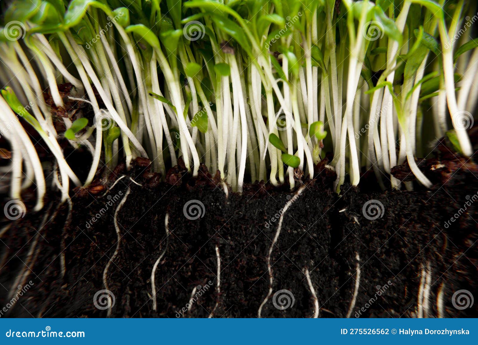 Microgreens with Roots, Close Up. Sprouted Peas. Ecological Cultivation ...