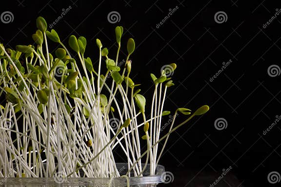 Microgreens. Sprouted Flax Seeds on Black. Stock Image - Image of micro ...