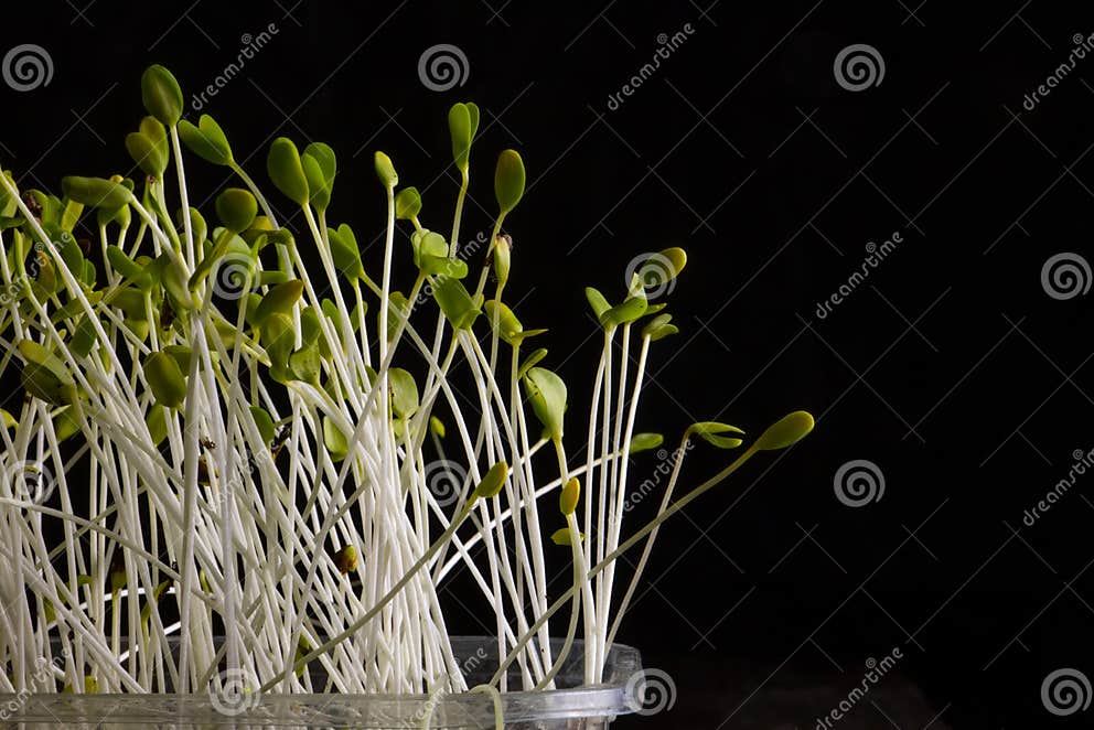 Microgreens. Sprouted Flax Seeds on Black. Stock Image - Image of micro ...