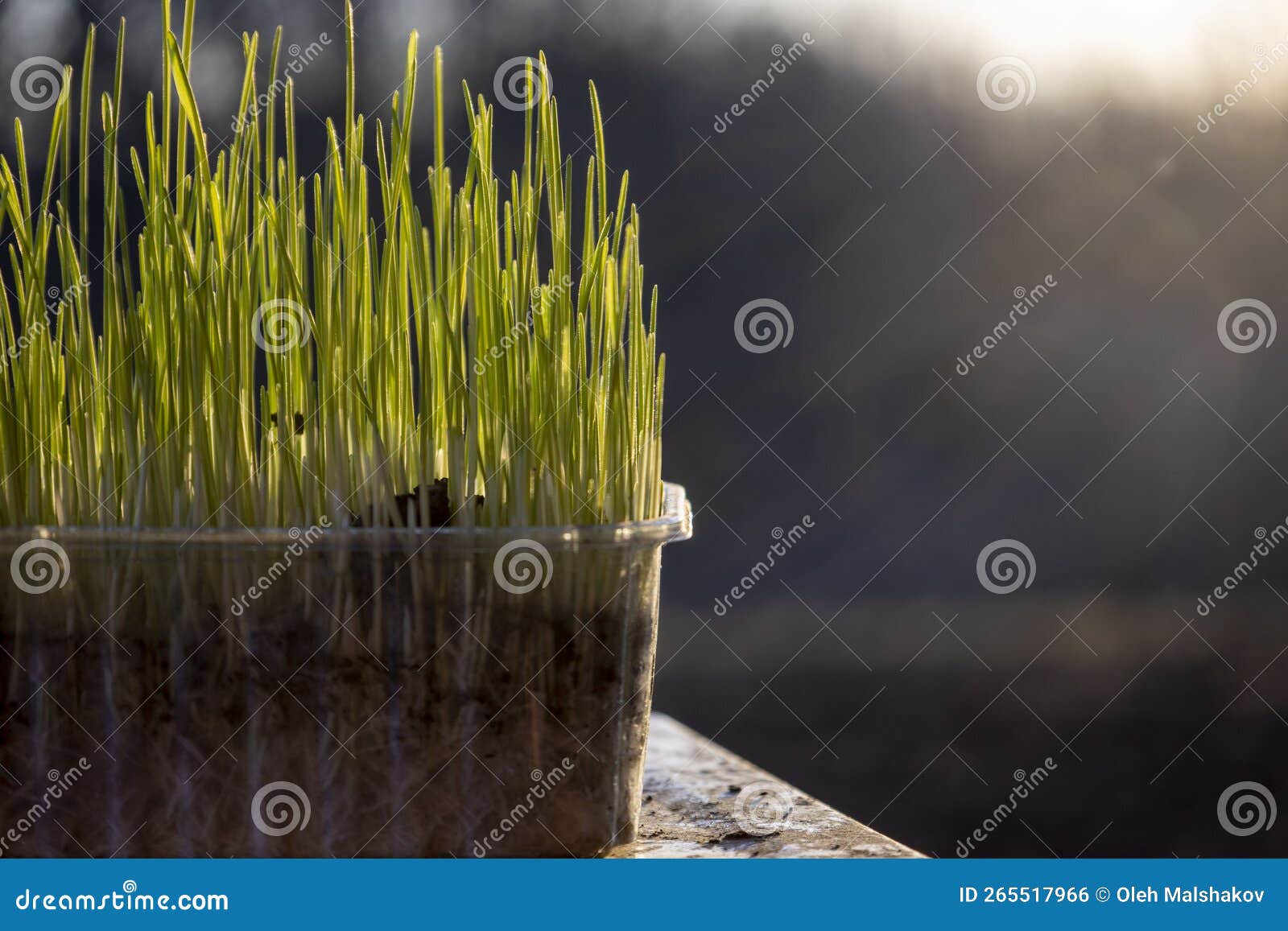Microgreens. Sprouted Grains of Wheat Stock Photo - Image of health ...