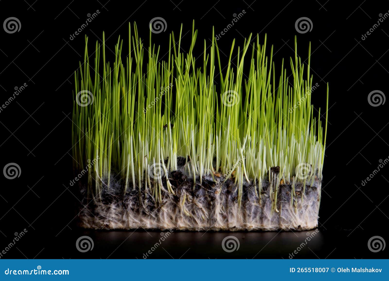 Microgreens. Sprouted Grains of Wheat on Black Stock Image - Image of ...