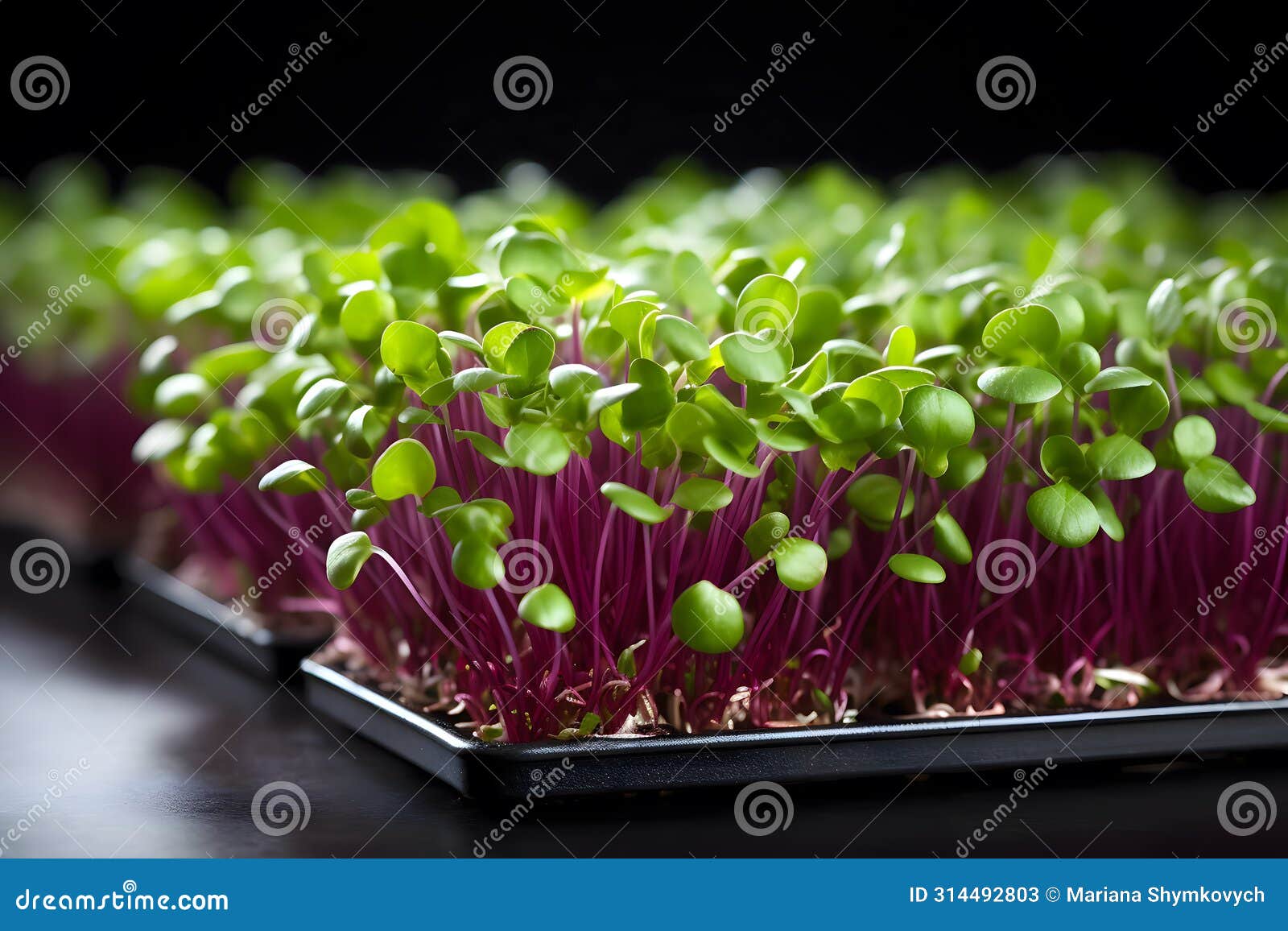 Sprouted Radish Seeds Microgreens In Box Shaped Heart. Earth Day. Seed ...