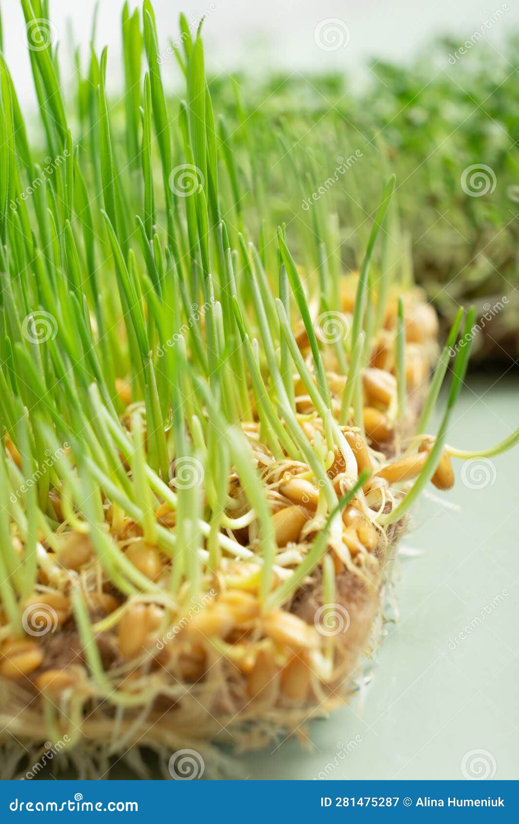 Microgreens of Sprouted Wheat with a Root System. Macro Photo Stock ...