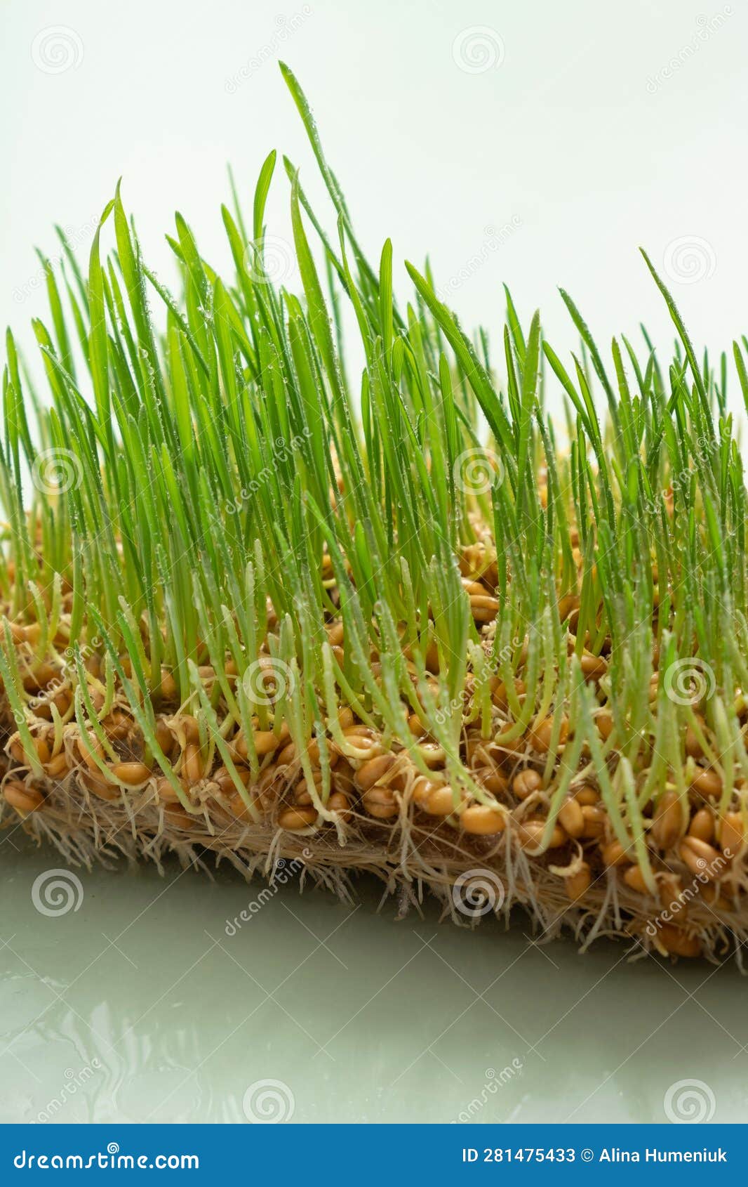 Microgreens of Sprouted Wheat with a Root System. Macro Photo Stock ...