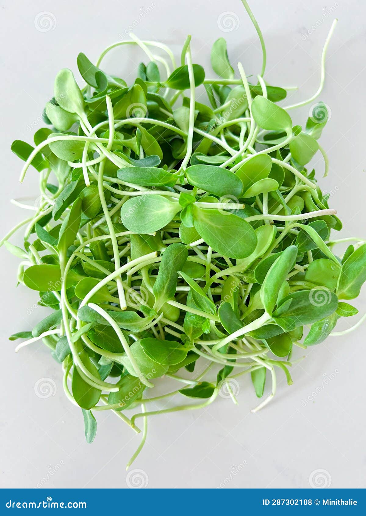 Microgreens stock photo. Image of view, garden, ingredient - 287302108