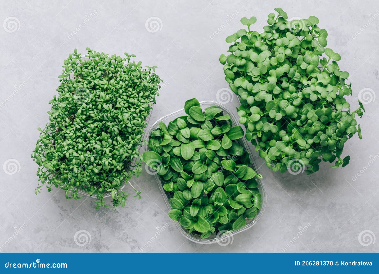 Microgreens. Superfood Microgreen Sprouts in Plastic Container Close-up ...