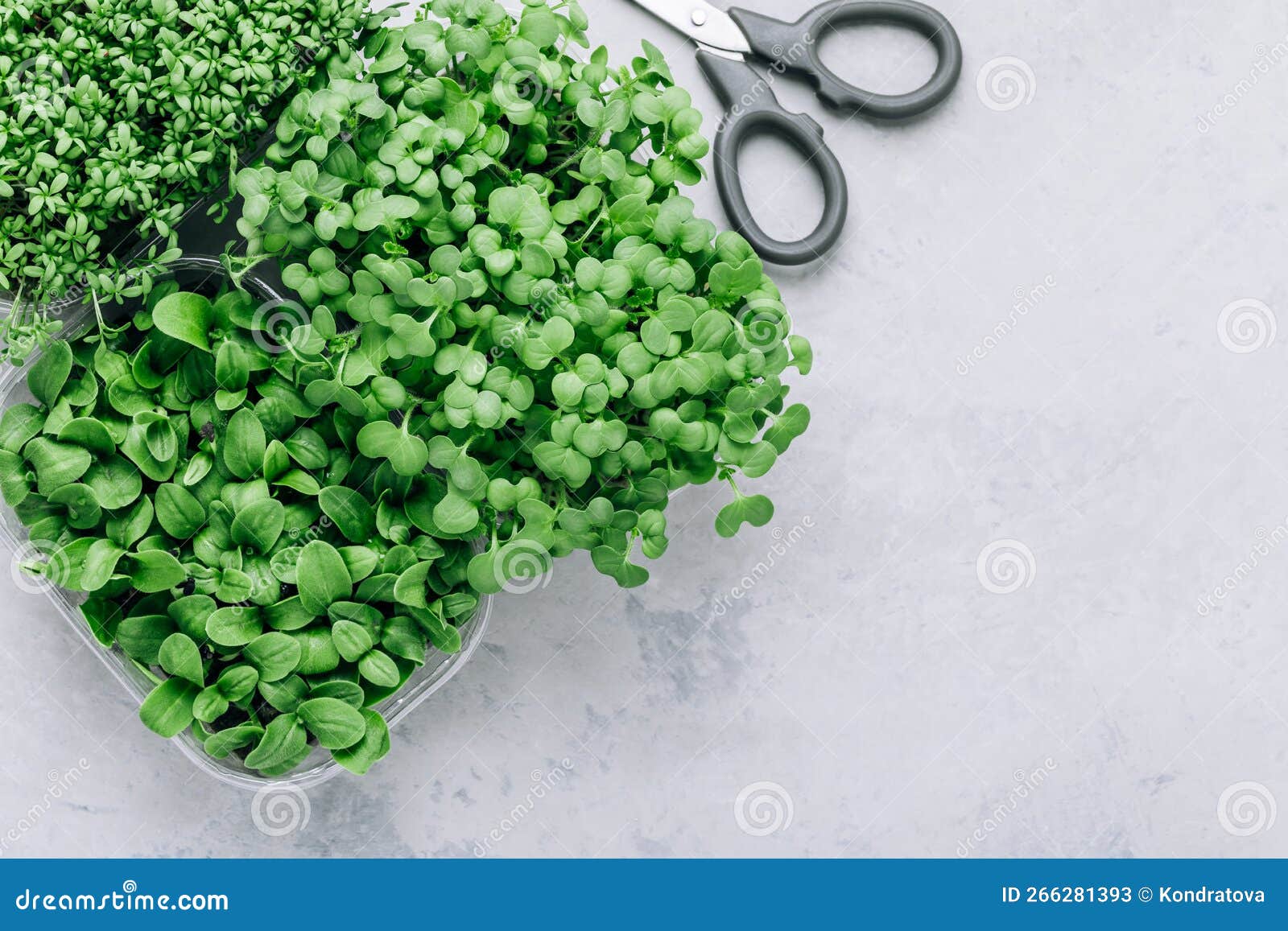 Microgreens. Superfood Microgreen Sprouts in Plastic Container Close-up ...