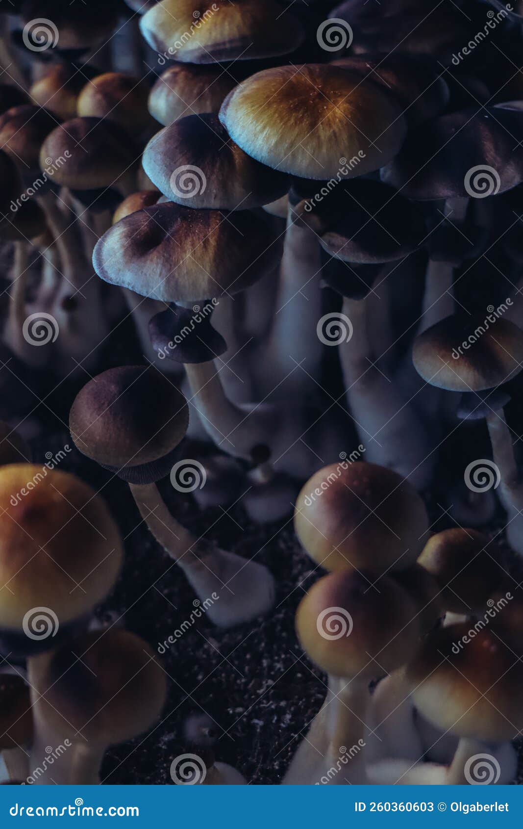 Microgrowing of Psilocybe Cubensis Mushrooms. Mycelium of Psilocybin ...