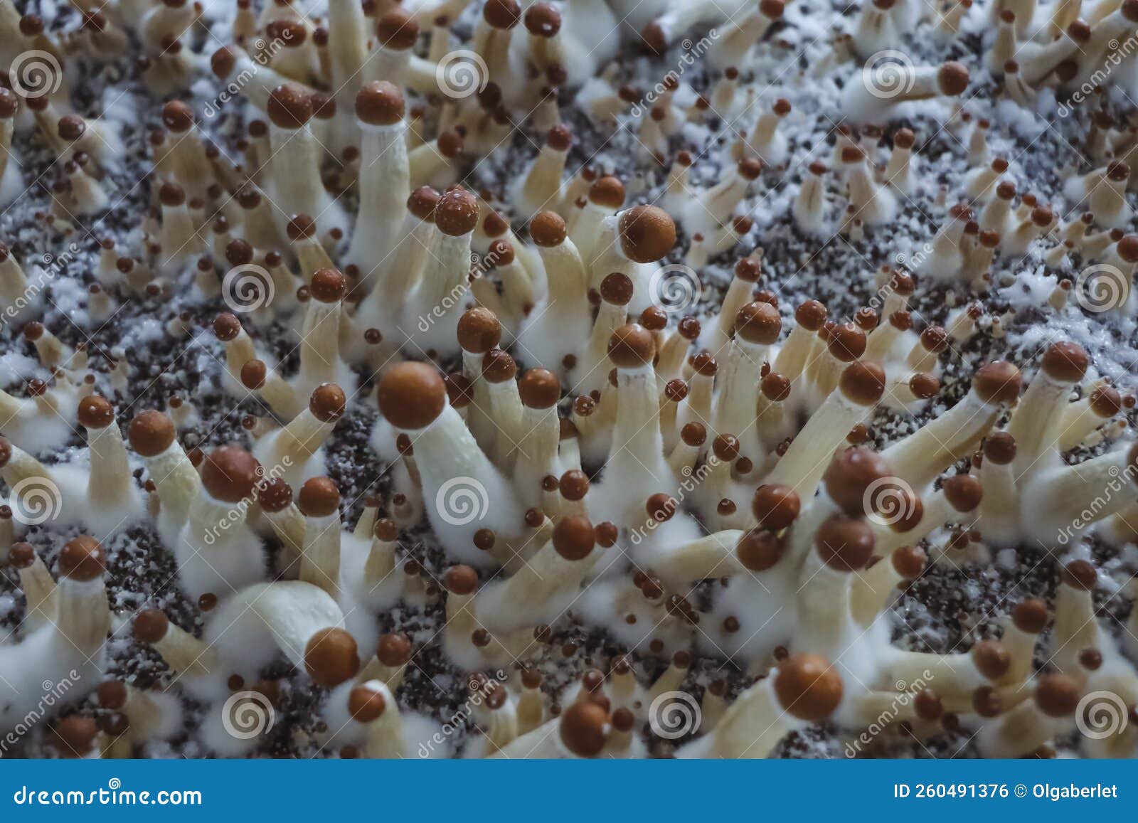 Microgrowing of Psilocybe Cubensis Mushrooms. Mycelium of Psilocybin ...