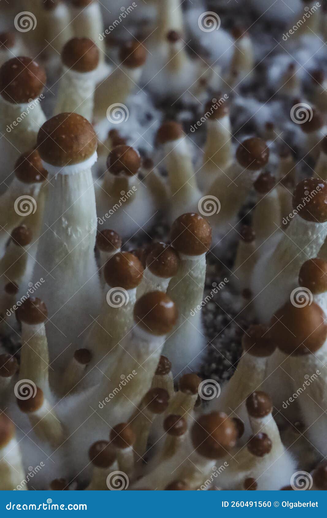 Microgrowing of Psilocybe Cubensis Mushrooms. Mycelium of Psilocybin ...