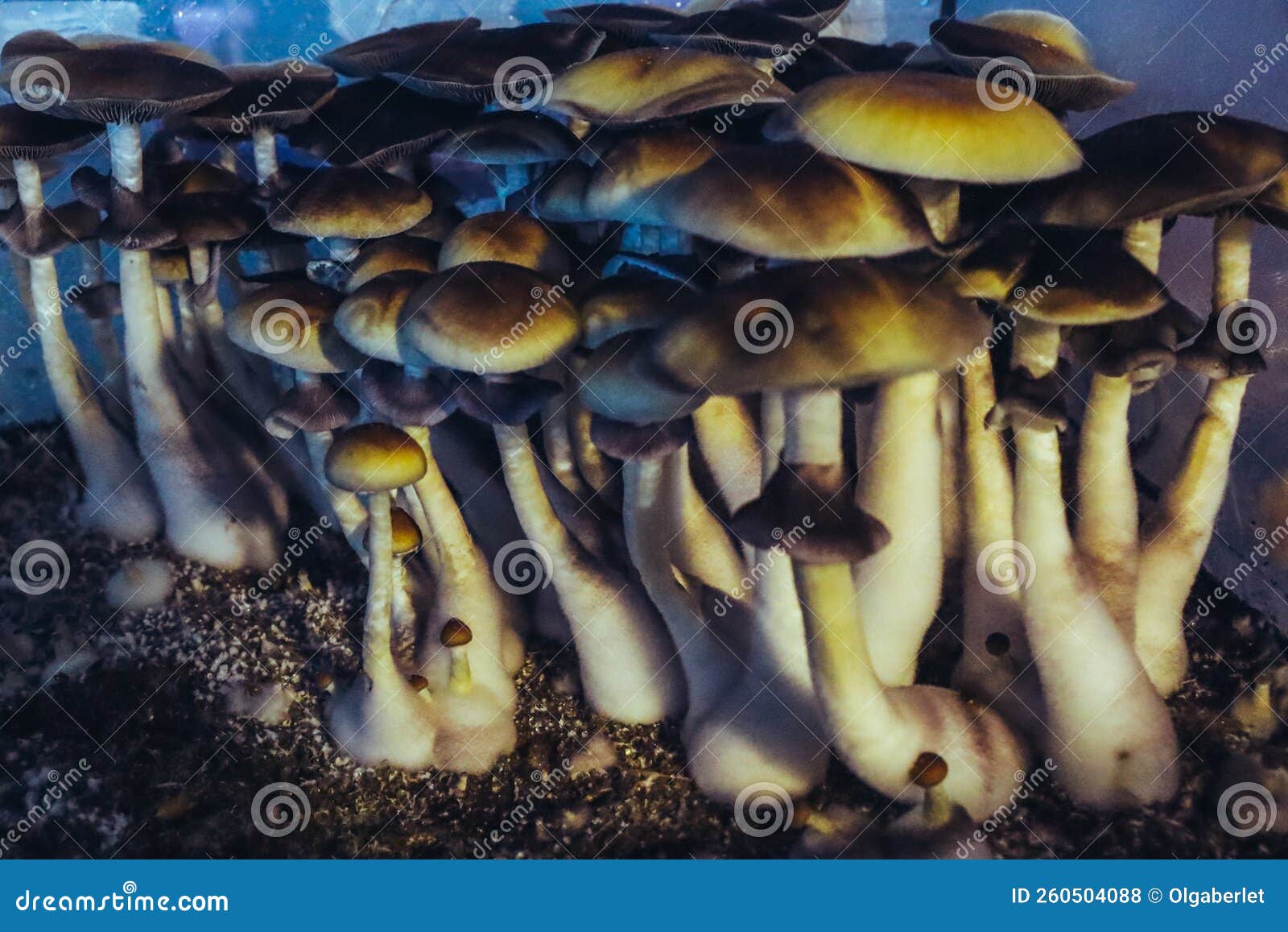 Microgrowing of Psilocybe Cubensis Mushrooms. Mycelium of Psilocybin ...