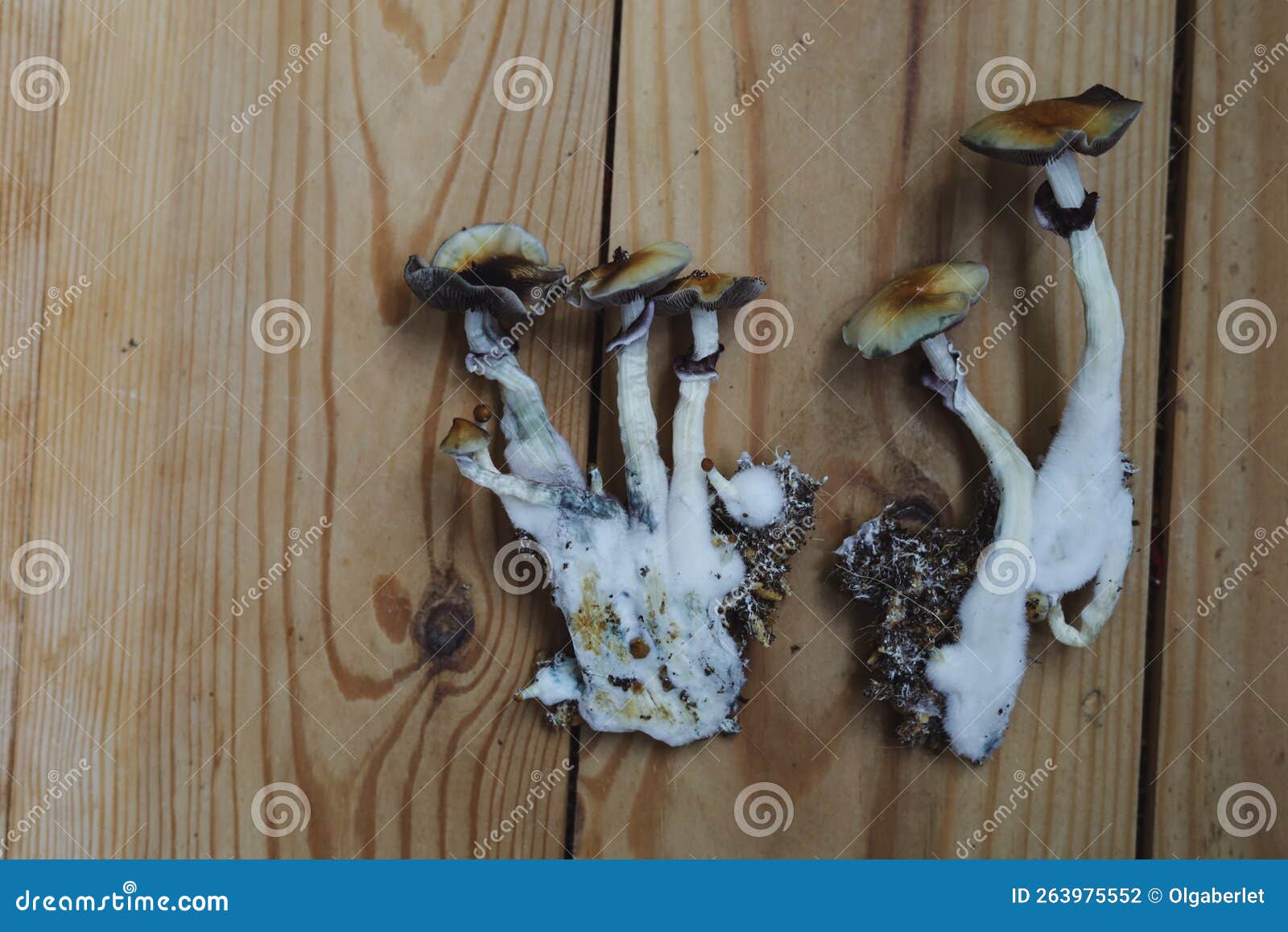 Microgrowing of Psilocybe Cubensis Mushrooms. Mycelium of Psilocybin ...