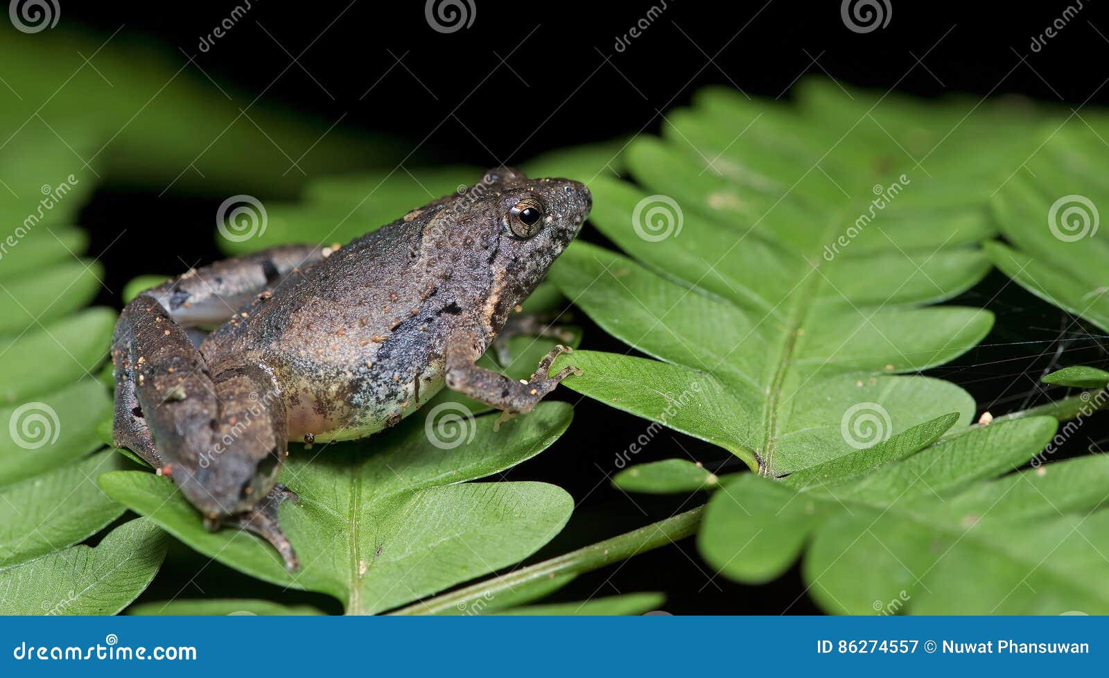 Microhyla Berdmorei, Beautiful Frog, Frog on Green Leaf Stock Image ...
