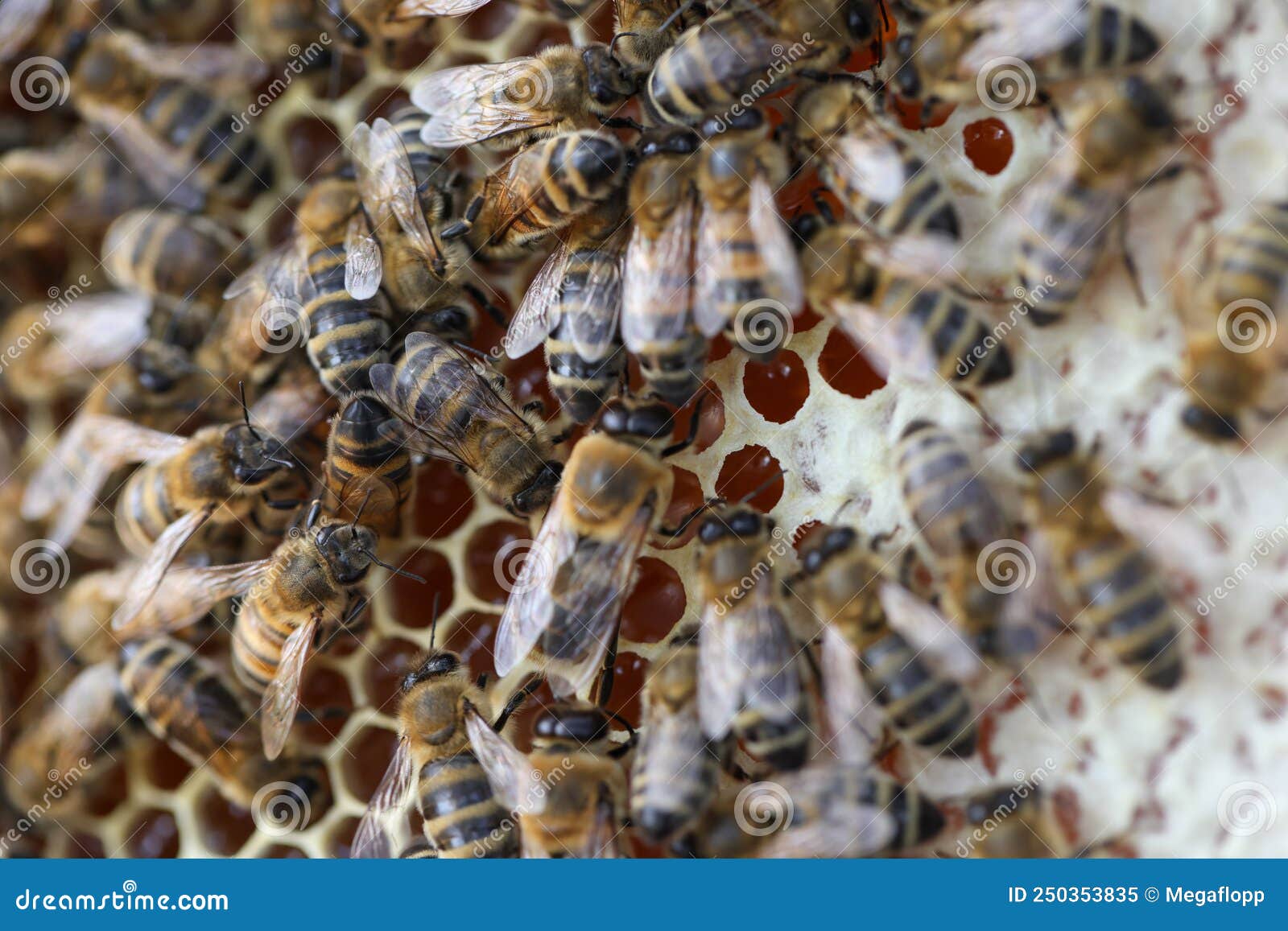 Microimage of Worker Bees on Honey Cells Stock Image - Image of insect ...