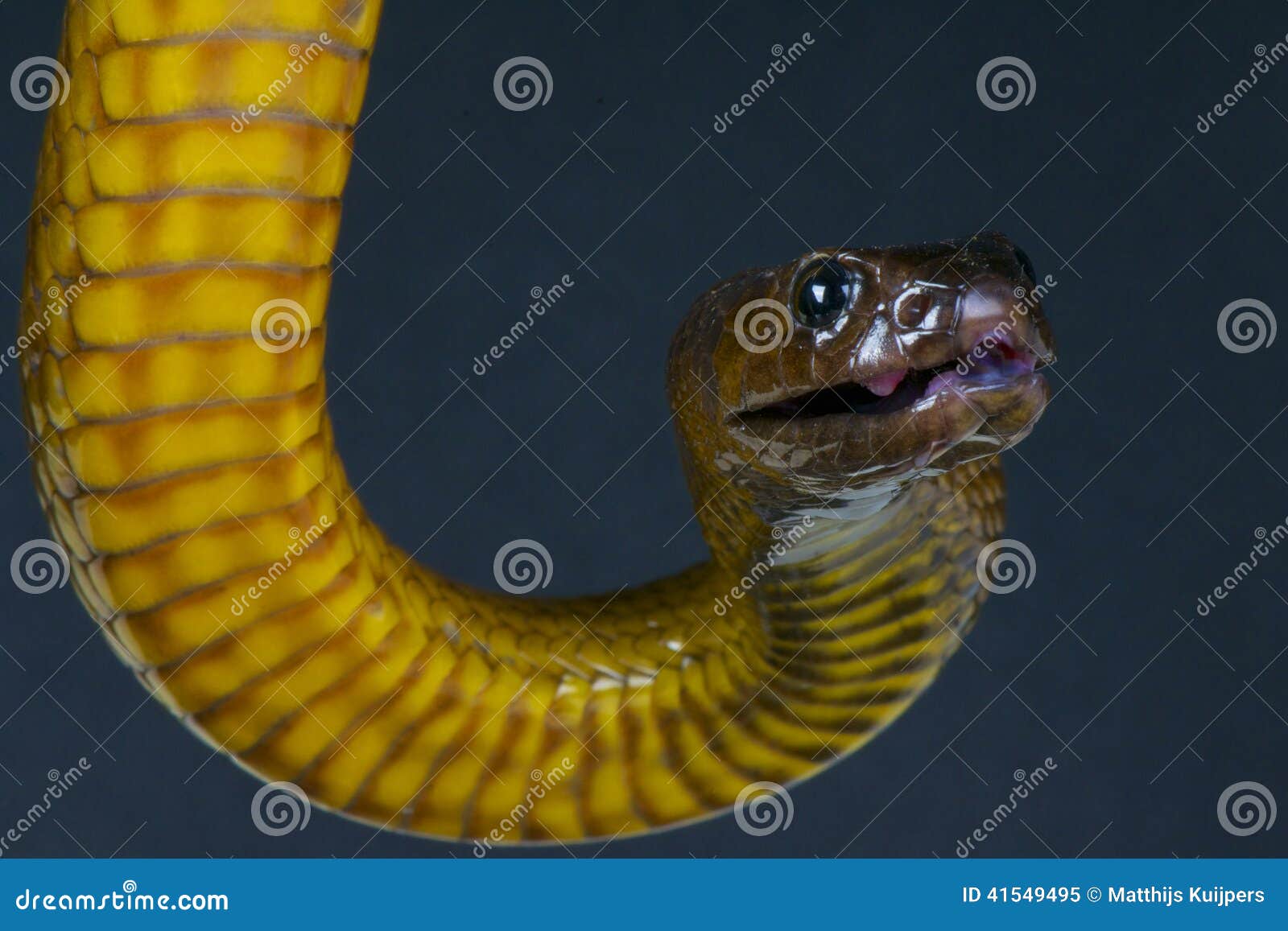 Microlepidotus Interior Del Taipan/del Oxyuranus Imagen de archivo ...