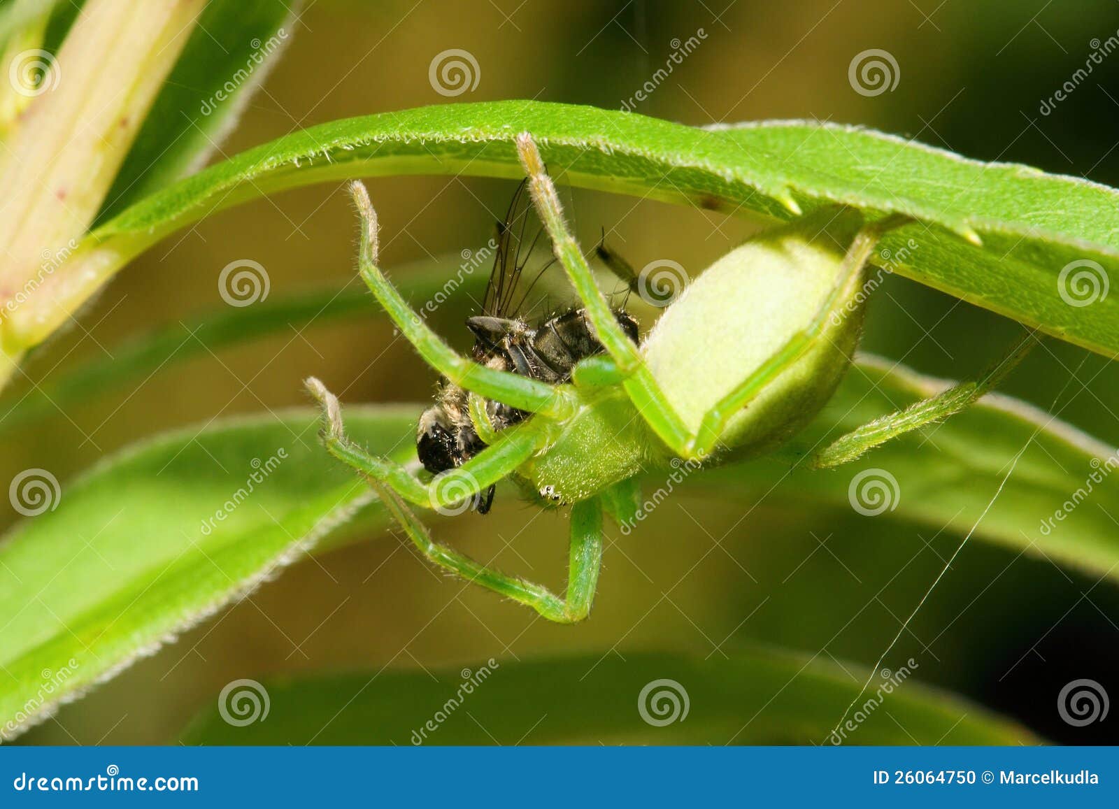 Micrommata virescens stock photo. Image of macro, close - 26064750
