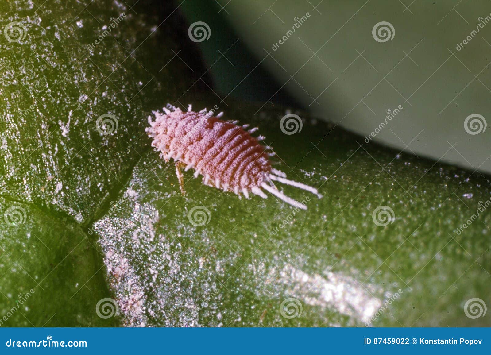 Micromonster stock photo. Image of larvae, eggs, infested - 87459022