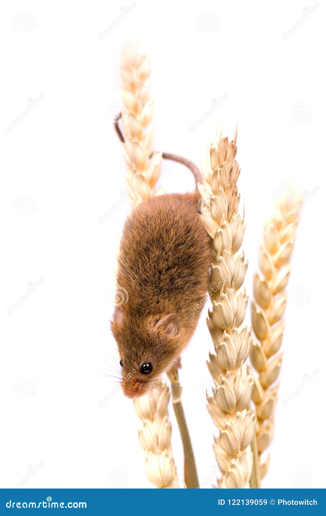 Isolated Harvest Mouse stock image. Image of mouse, micromys - 122139059