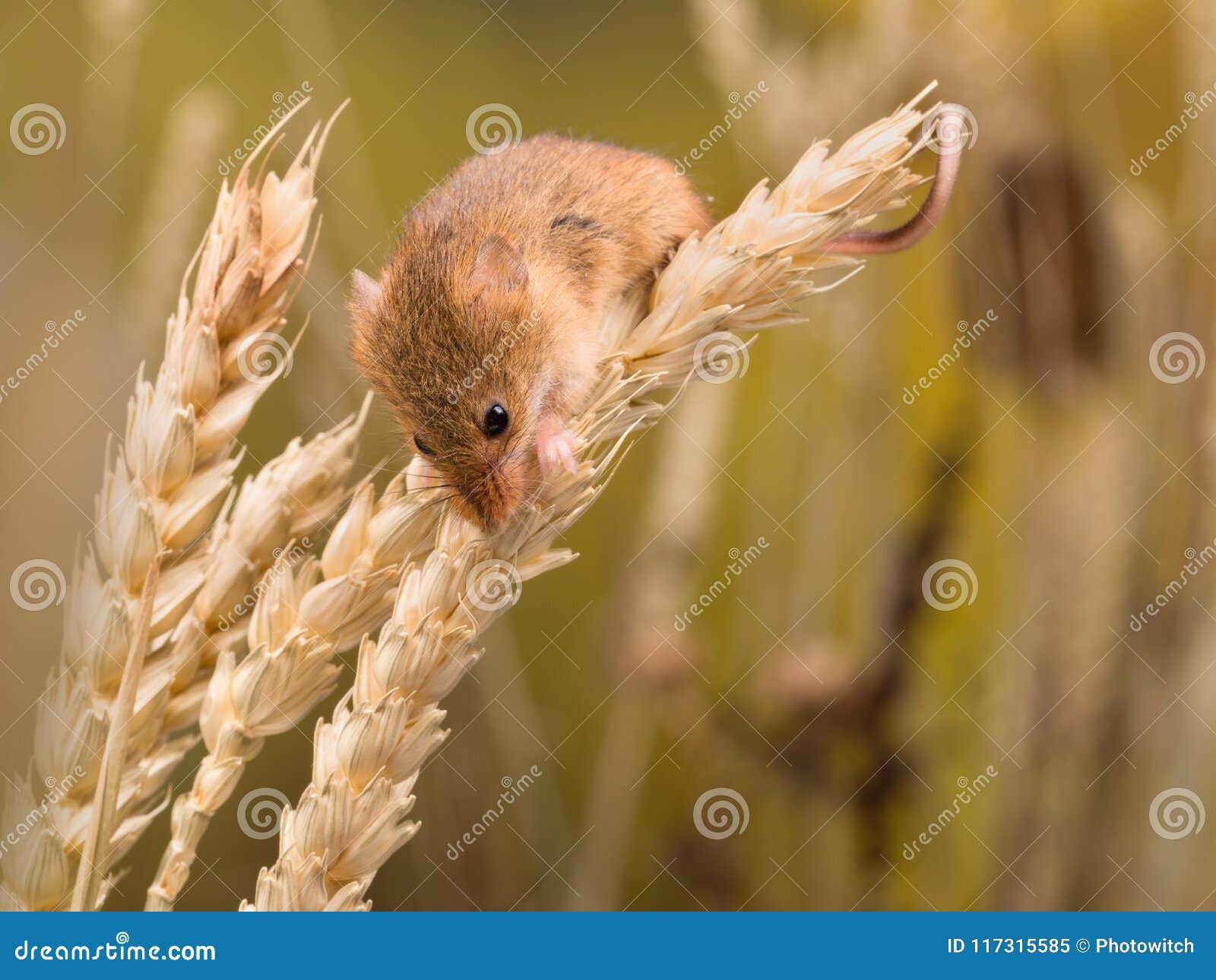 Micromys-minutus Maus stockbild. Bild von nagetier, feld - 117315585