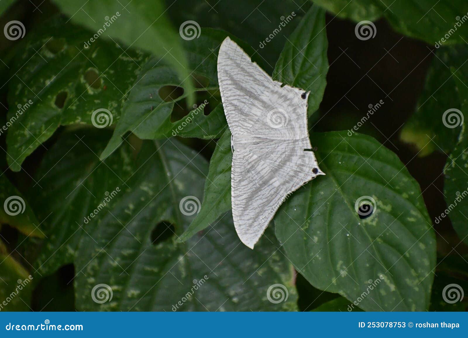 Micronia aculeata - Moth stock image. Image of micronia - 253078753