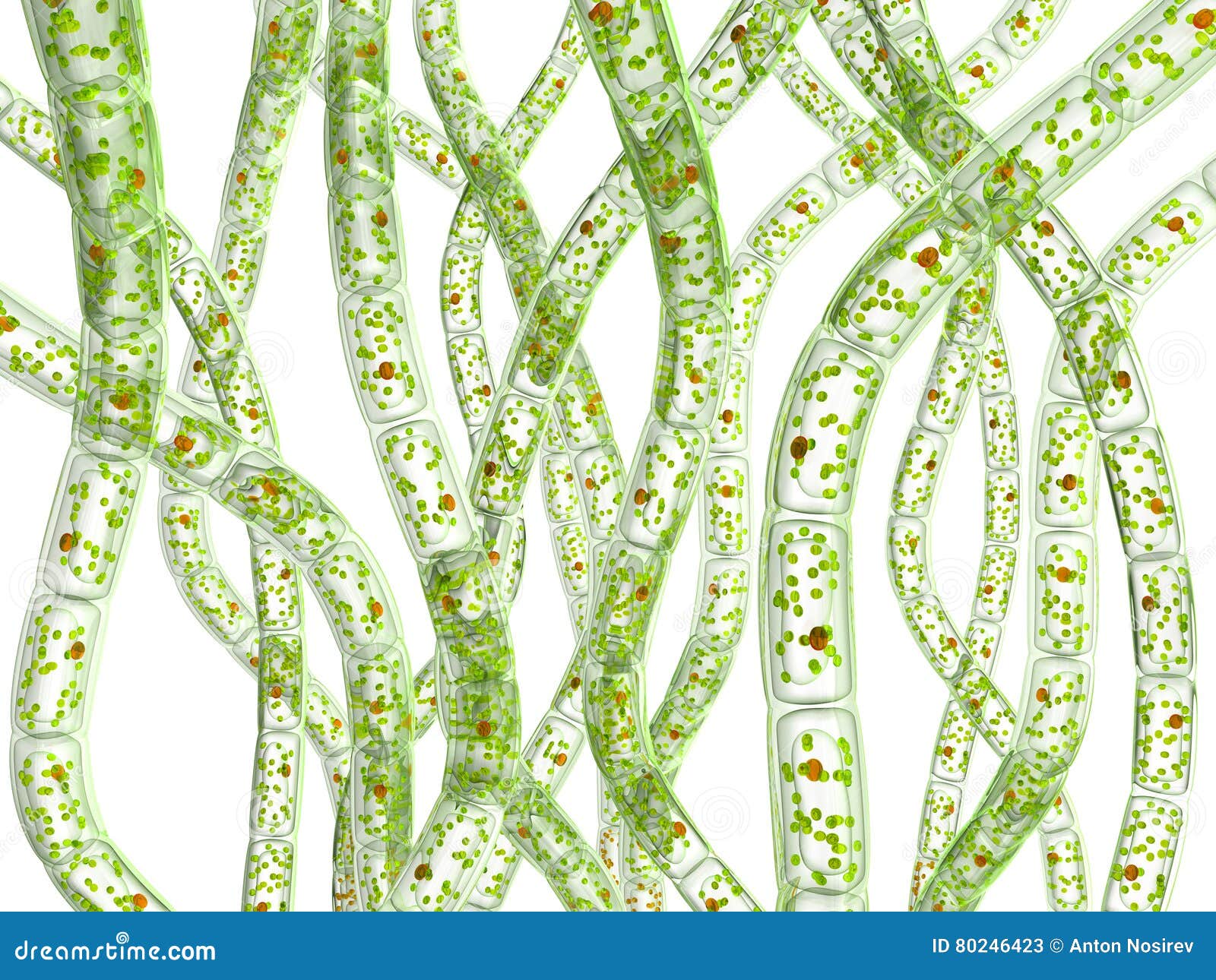 Microorganism Algae stock illustration. Illustration of science - 80246423