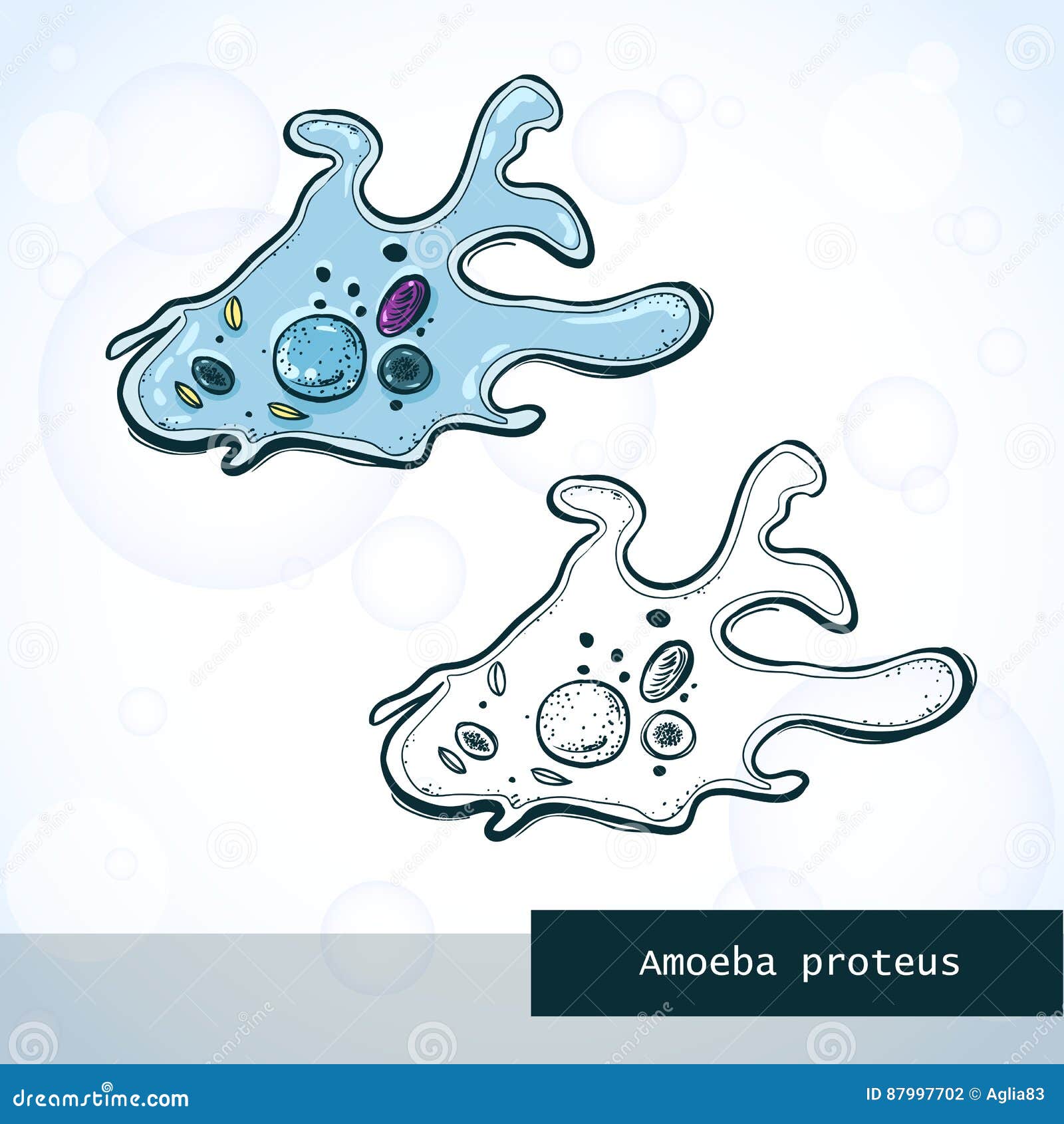 Structure Of An Amoeba Proteus Cartoon Vector | CartoonDealer.com #34406447