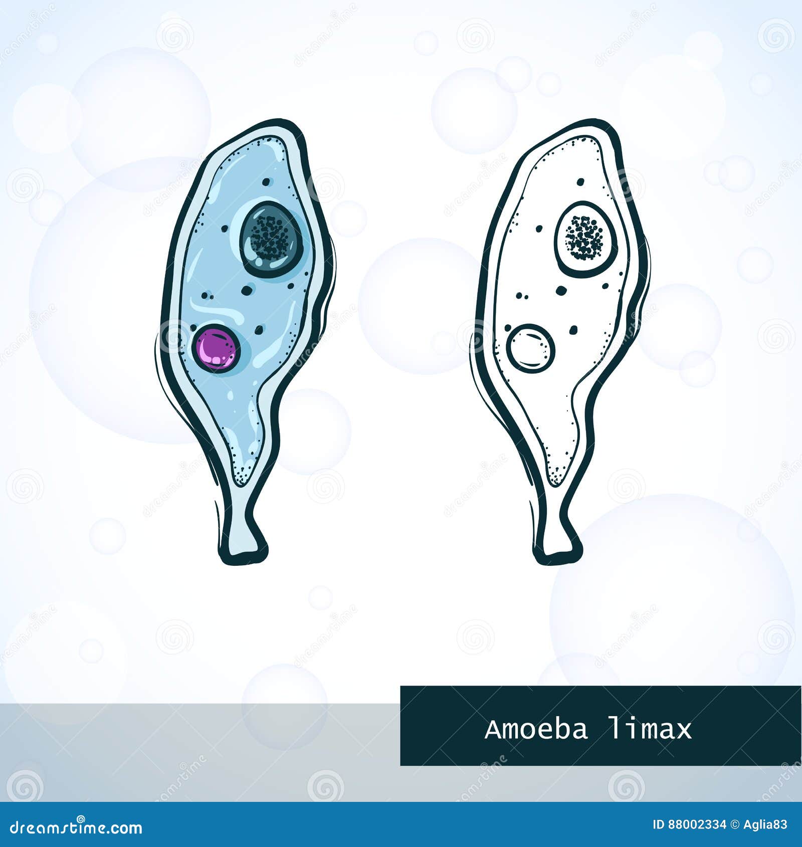 Microorganism Amoeba in Sketch Style, Structure Stock Vector ...