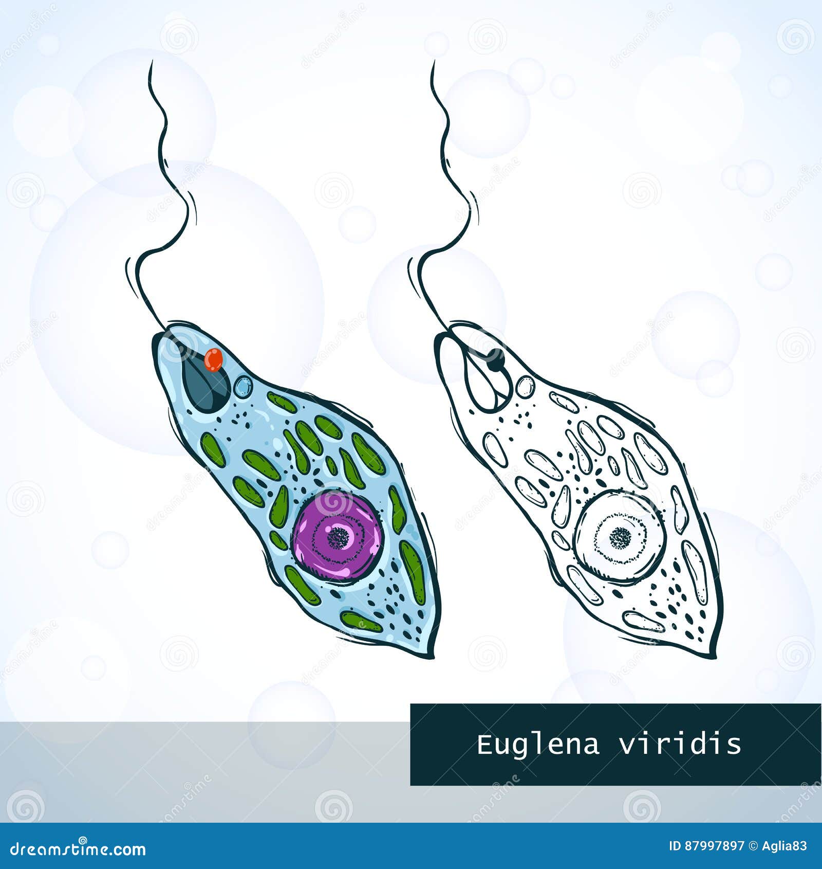 Microorganism Euglena in Sketch Style, Structure Stock Vector ...