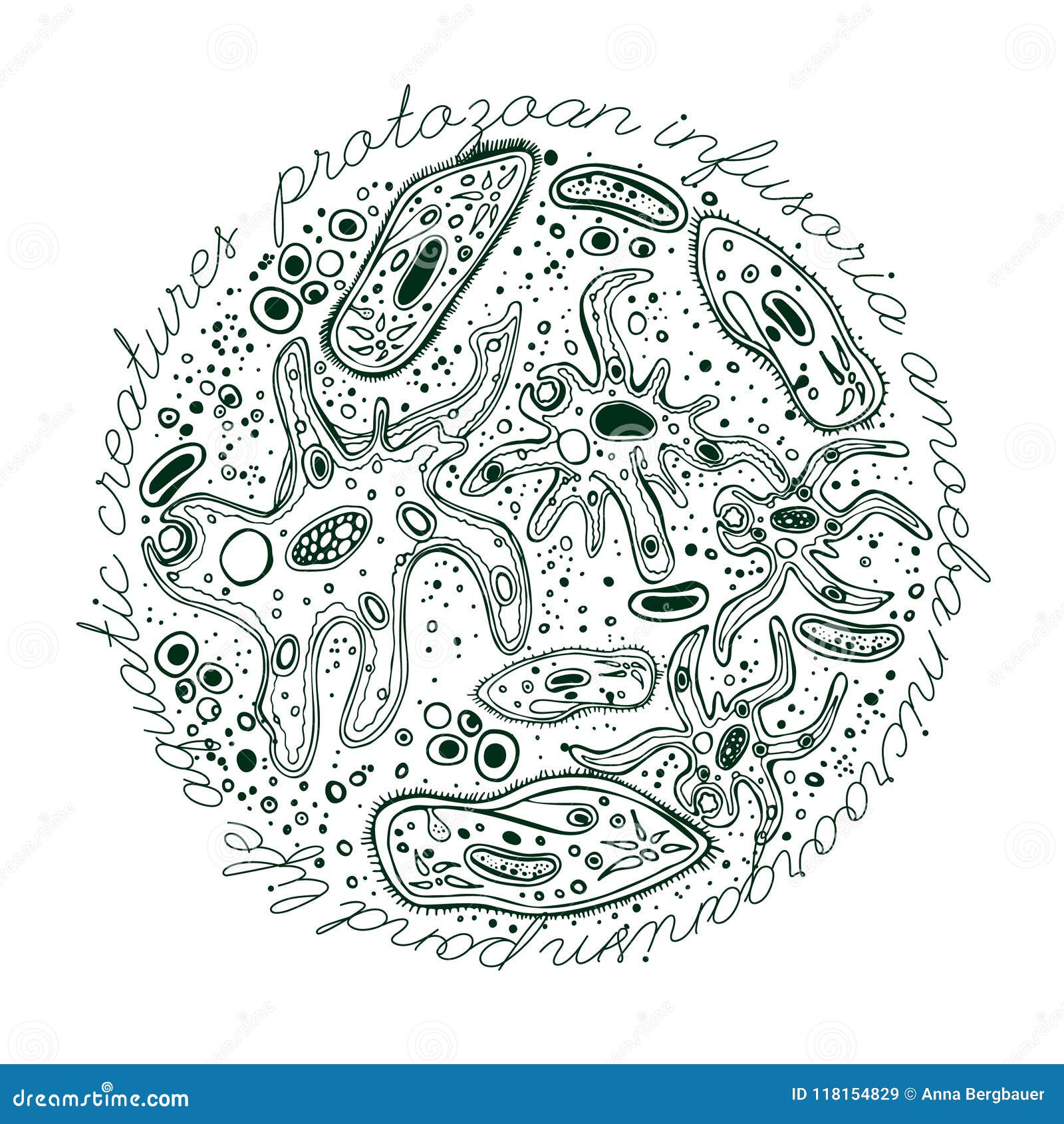 Microorganism Hand Drawn Image Stock Vector - Illustration of anatomy ...