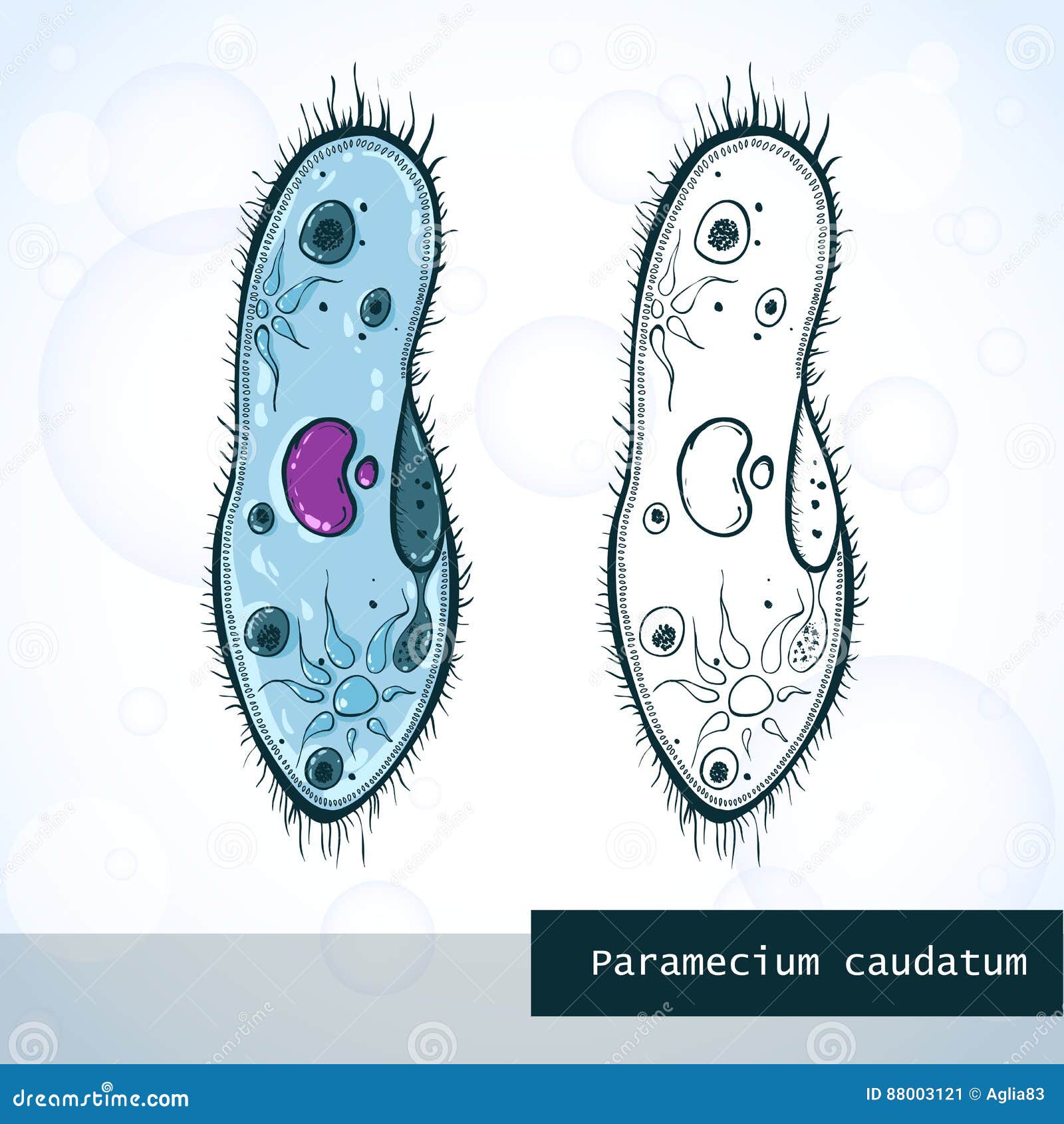 Microorganism Paramecium in Sketch Style, Structure Stock Vector ...