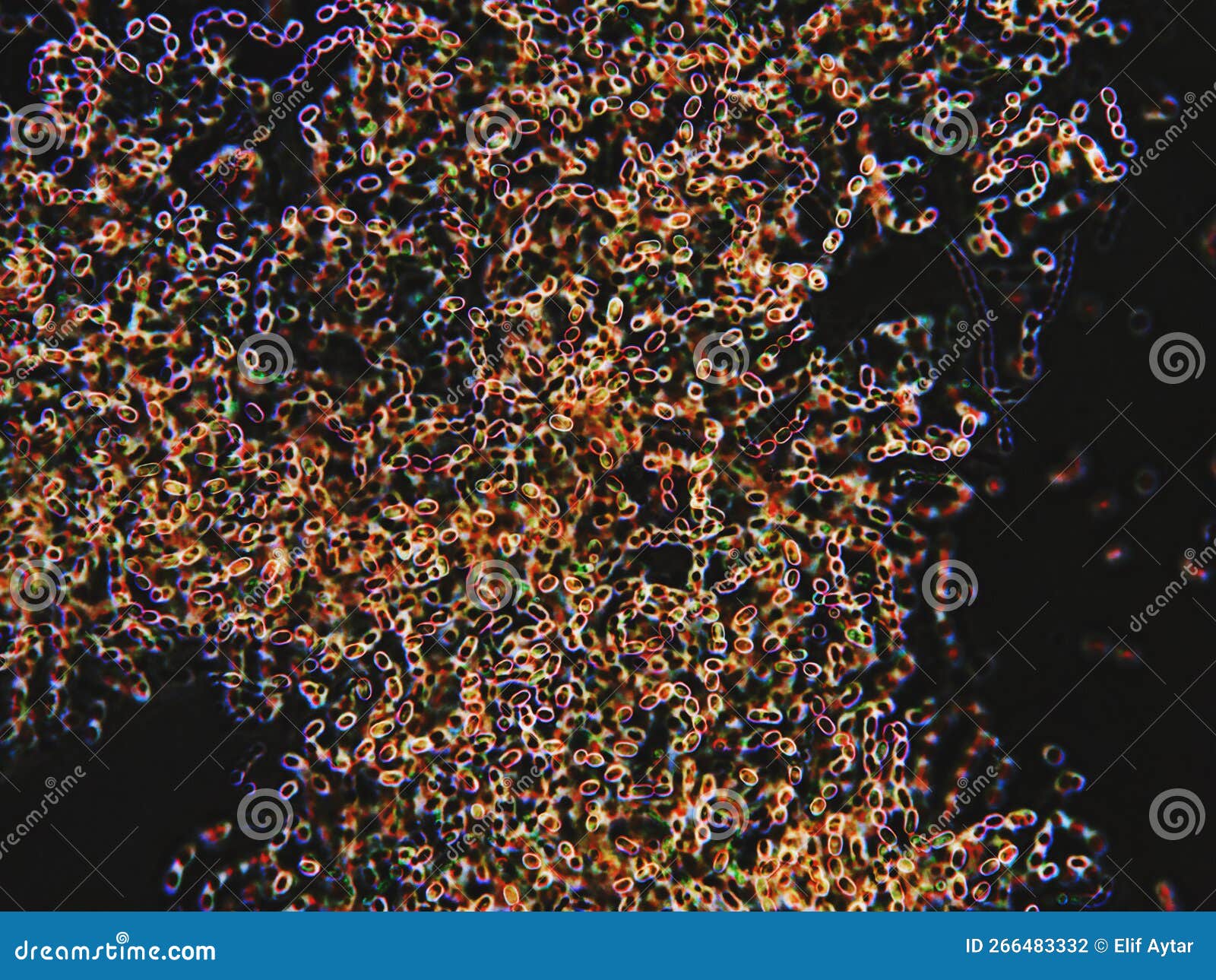 Microorganism or Virus Cells, Algae Microorganism Cells Under ...