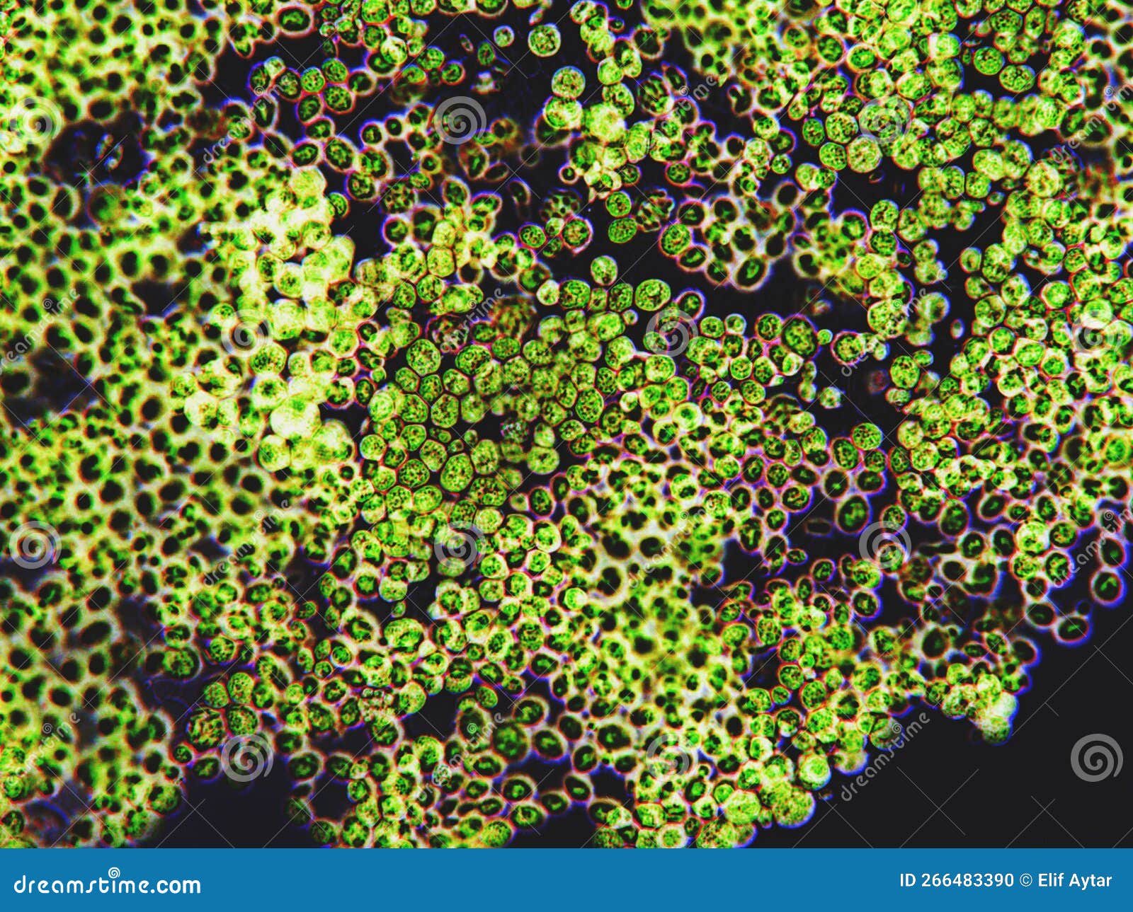 Microorganism Or Virus Cells, Algae Microorganism Cells Under ...