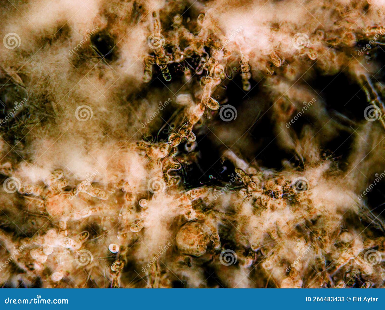 Microorganism or Virus Cells, Algae Microorganism Cells Under ...