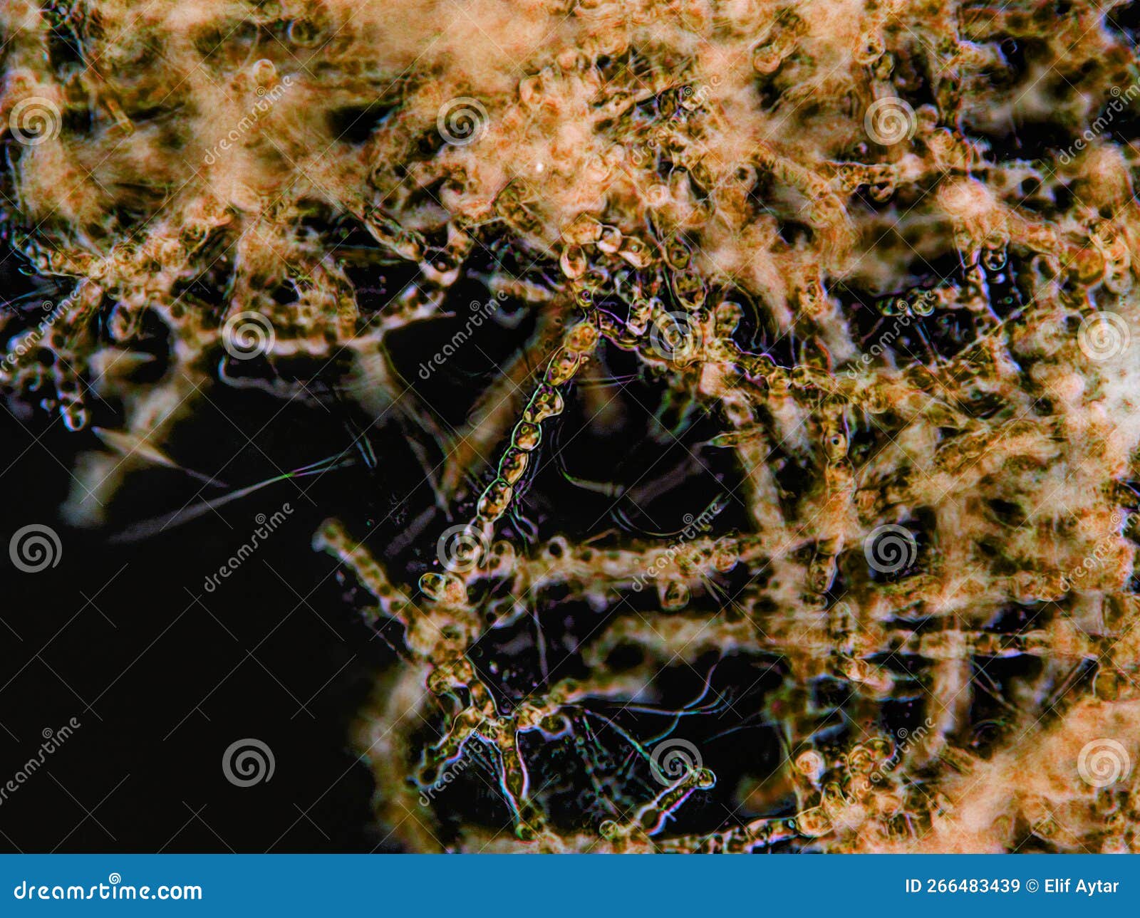 Microorganism or Virus Cells, Algae Microorganism Cells Under ...