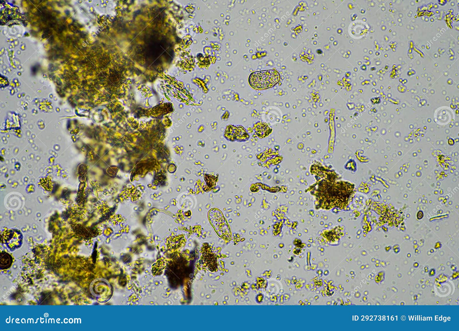 Microorganisms And Soil Biology, With Nematodes And Fungi Under The ...