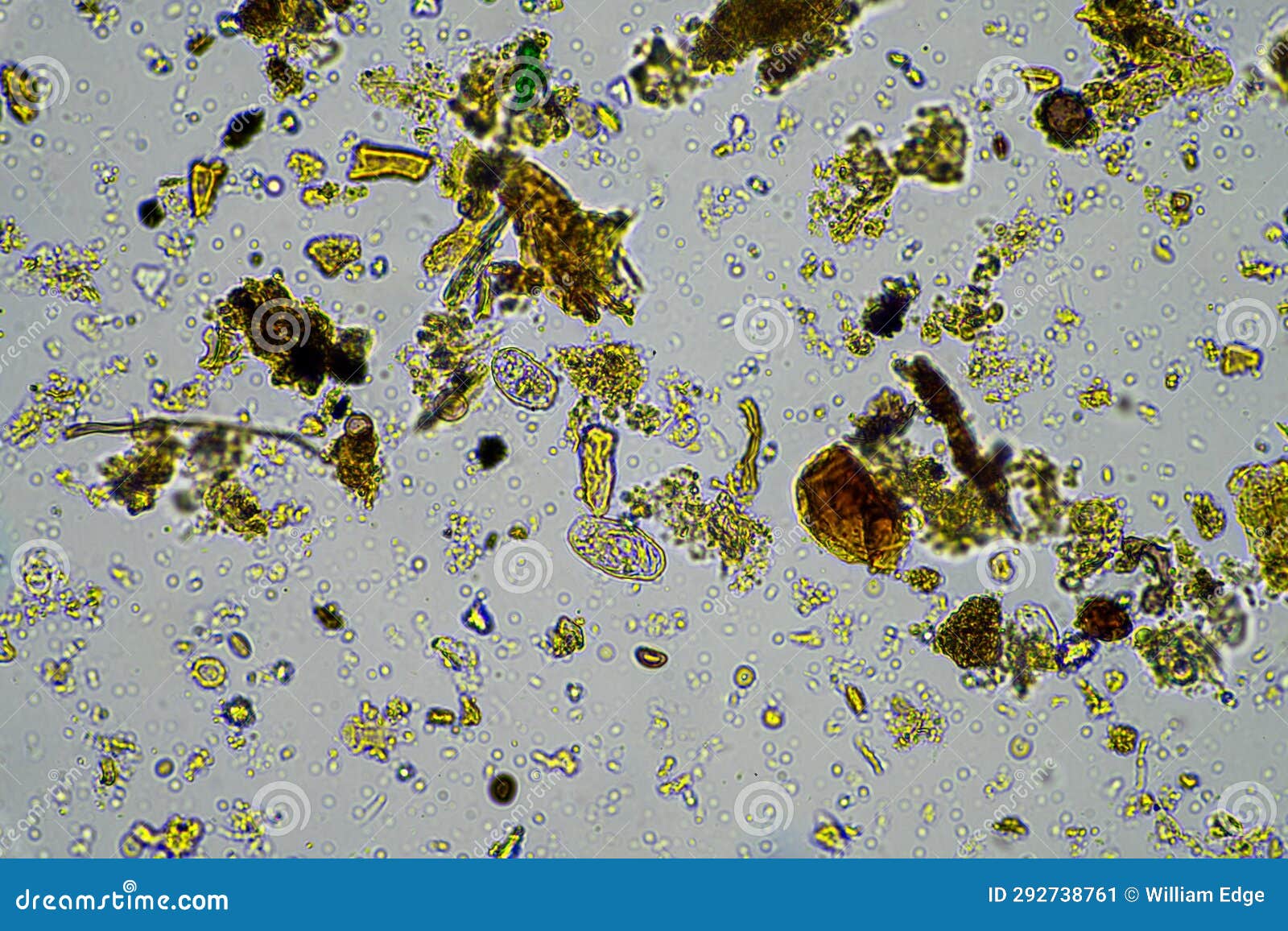 Microorganisms And Soil Biology, With Nematodes And Fungi Under The ...