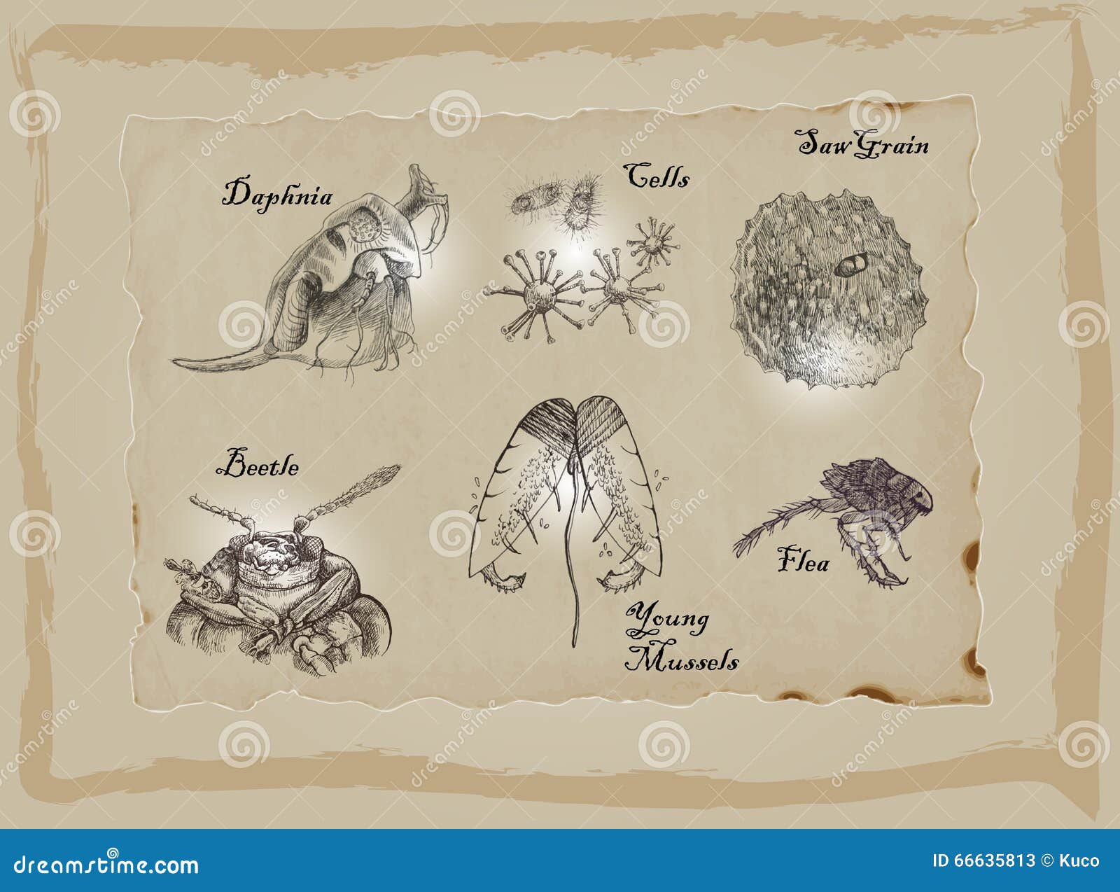 Microorganisms - An Hand Drawn Pack. Freehand Drawing. Cartoon Vector ...